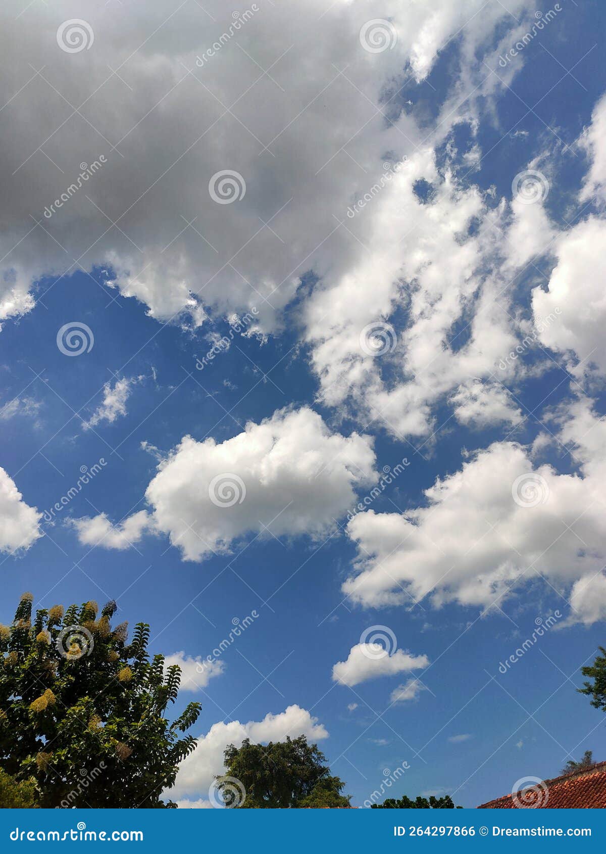 Sky in the noon stock photo. Image of plant, blue, tree - 264297866