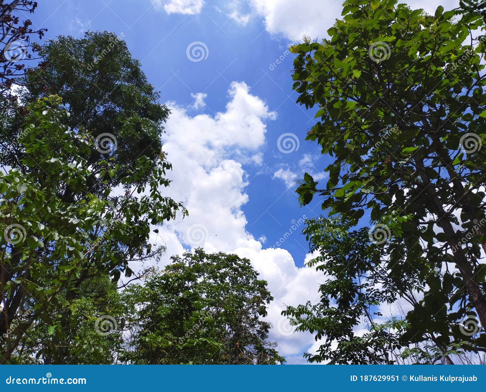 The Sky at Noon after Rain in the Forest Stock Image - Image of leaf ...