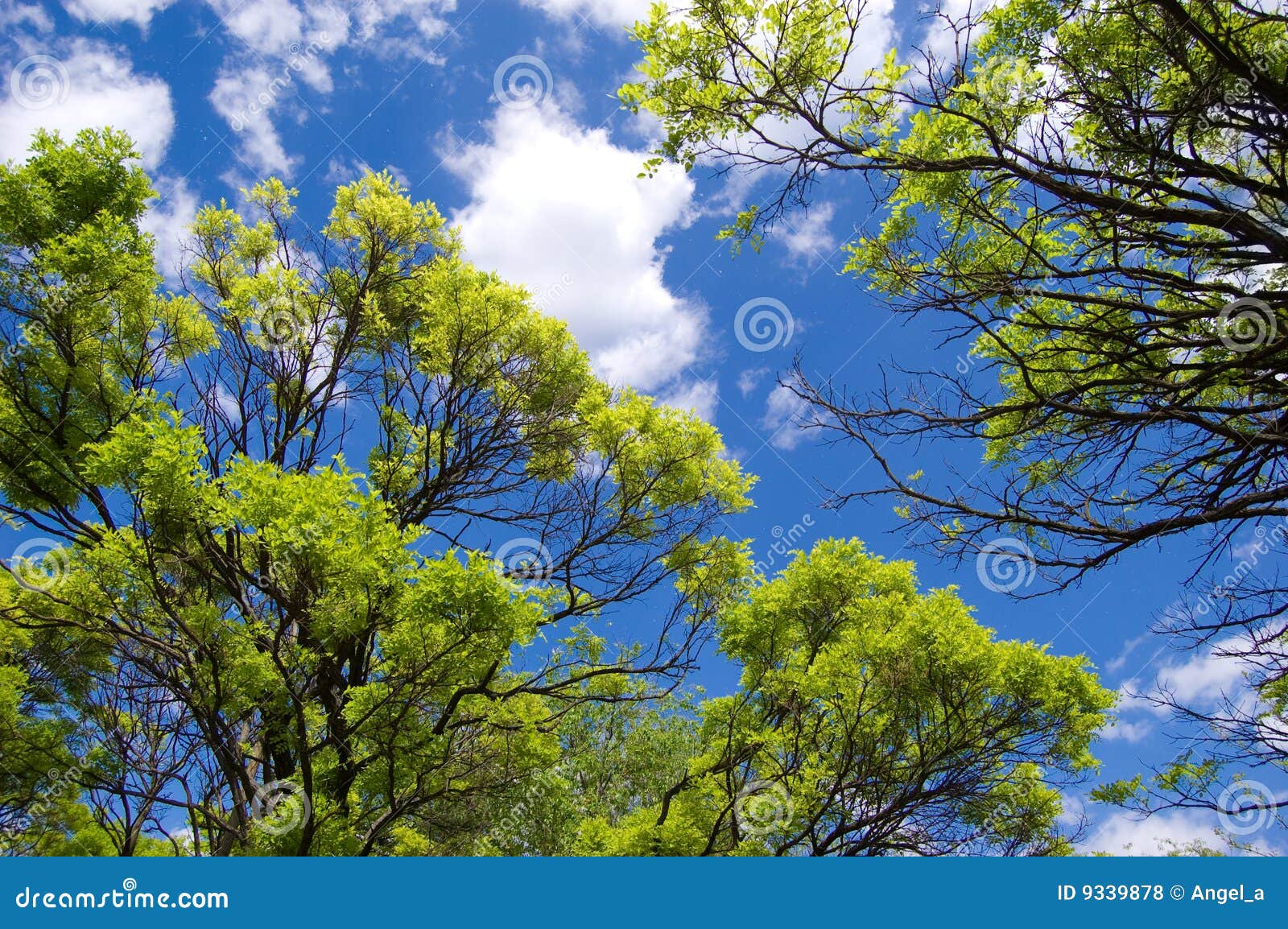 Sky Opening between Branches Stock Photo - Image of england, direction ...