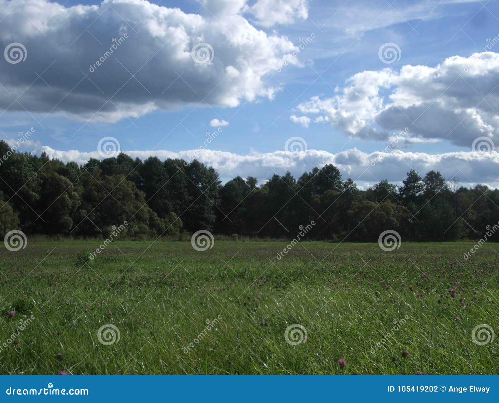 The Sky Over the Field and Forest, Summertime, Midday. Stock Photo ...