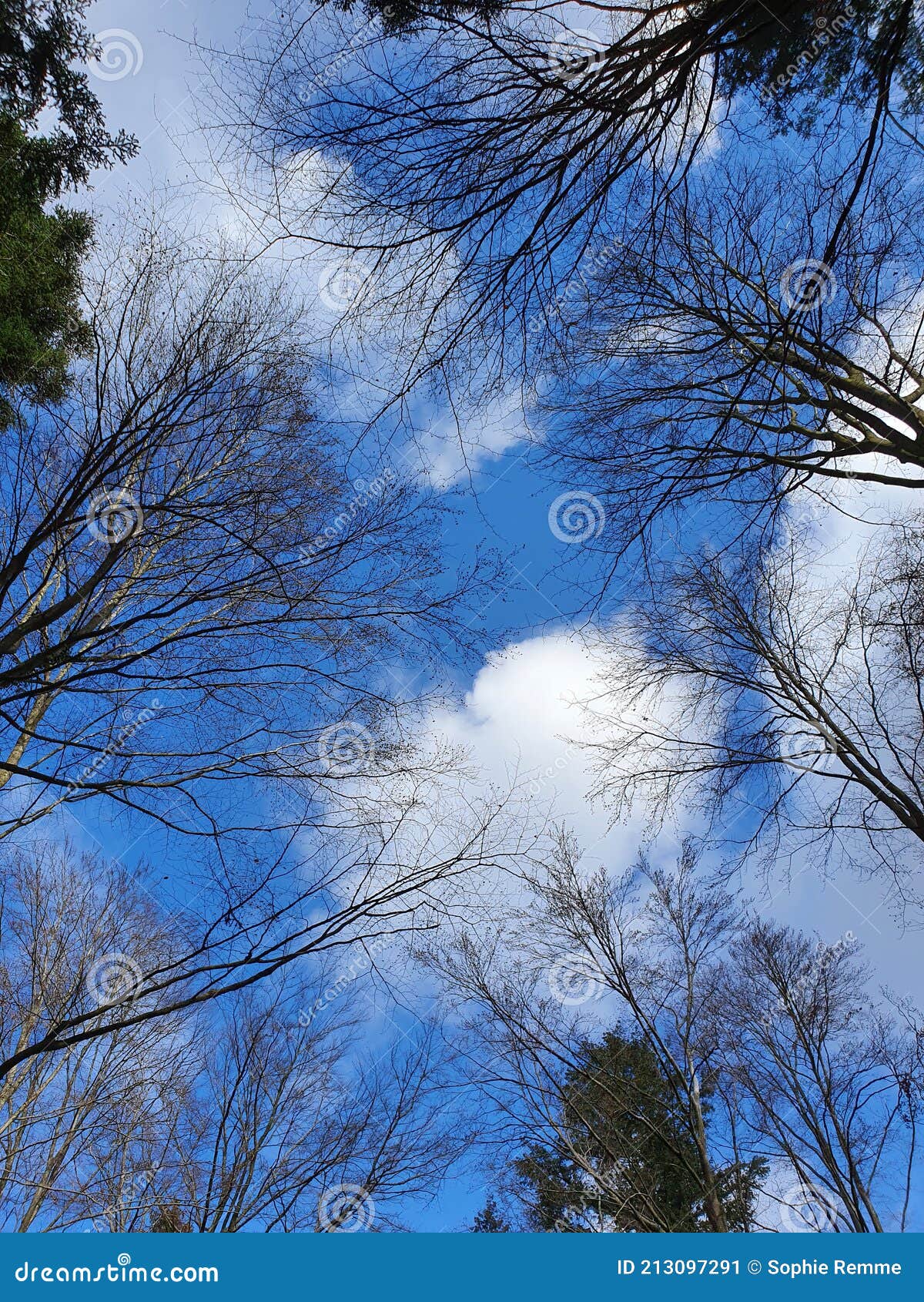 Sky over the trees stock image. Image of himmel, clouds - 213097291