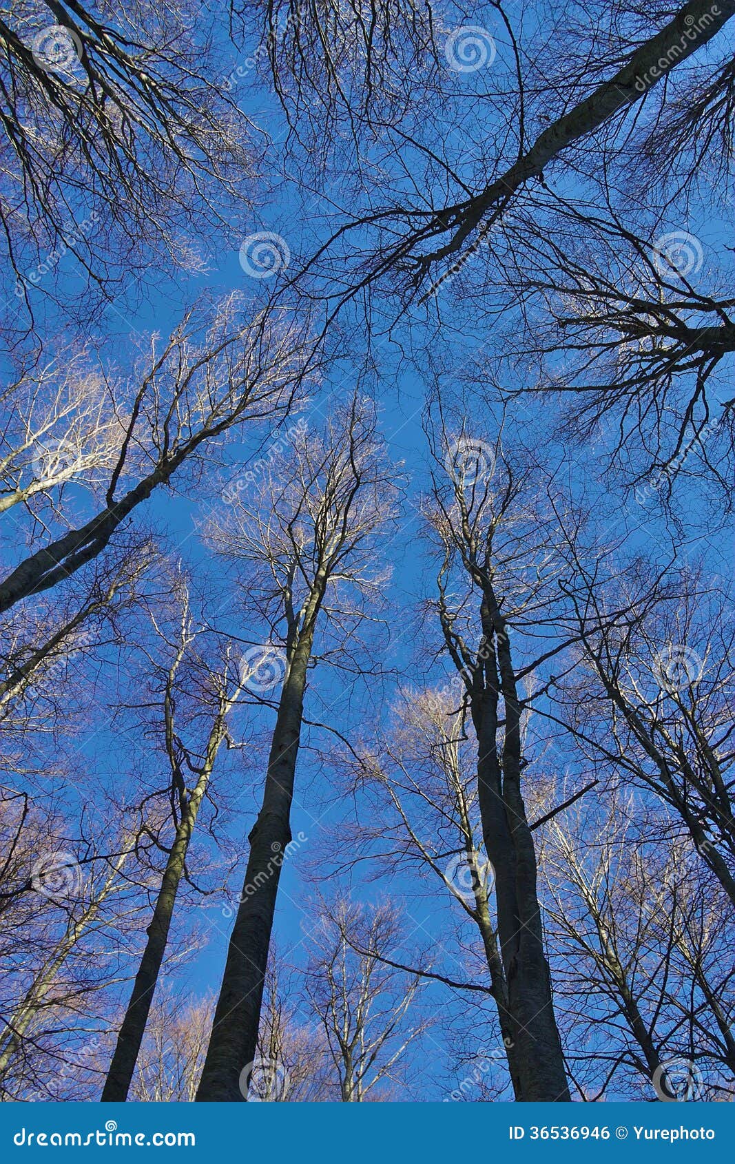Sky over the trees stock photo. Image of naked, vegetation - 36536946