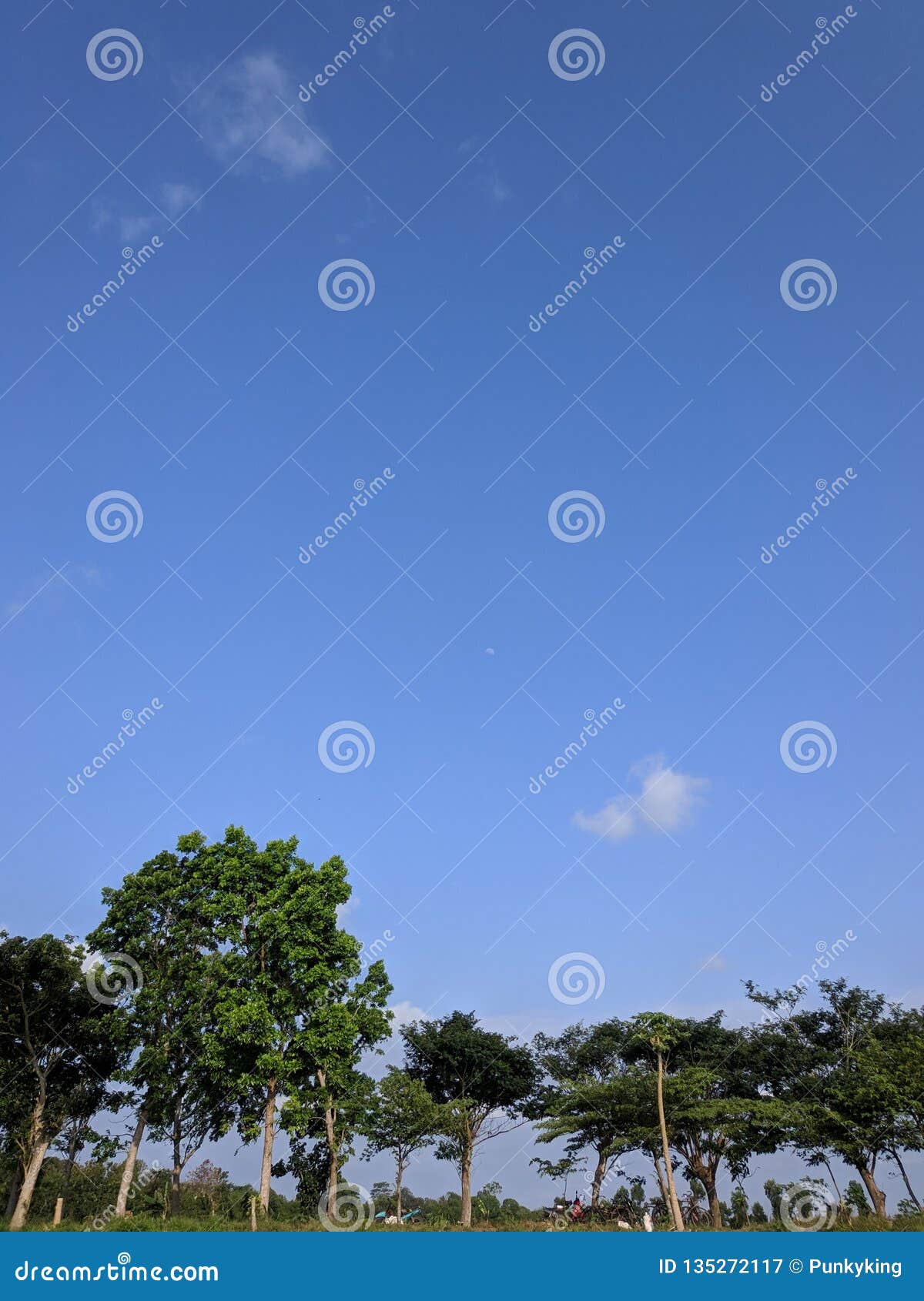 Sky over the trees stock image. Image of growing, freshwater - 135272117