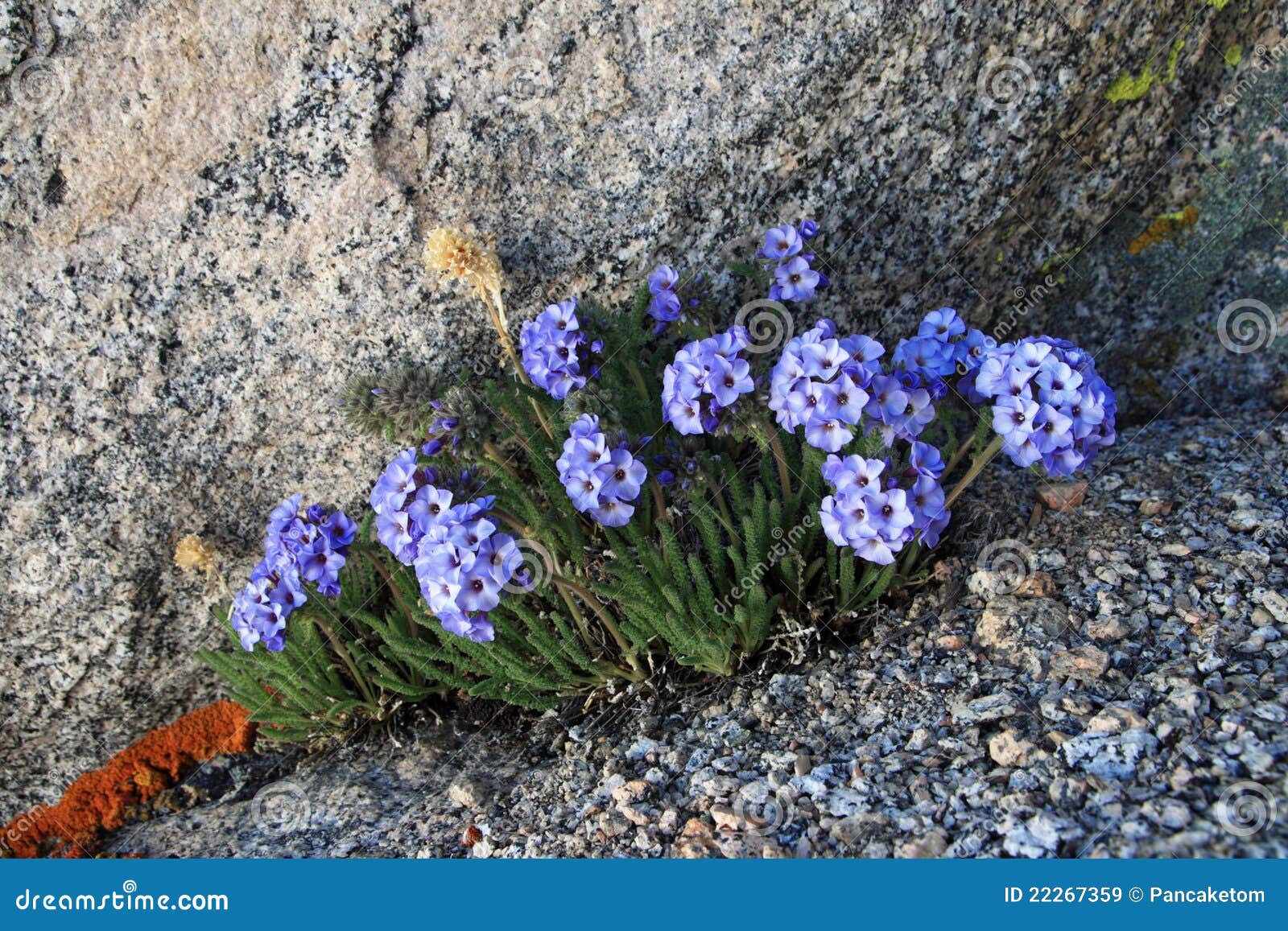 Sky pilot flowers stock image. Image of licken, plant - 22267359