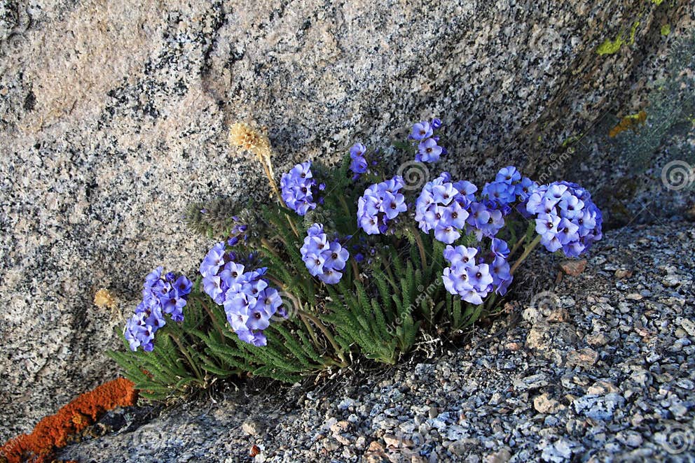 Sky pilot flowers stock image. Image of licken, plant - 22267359