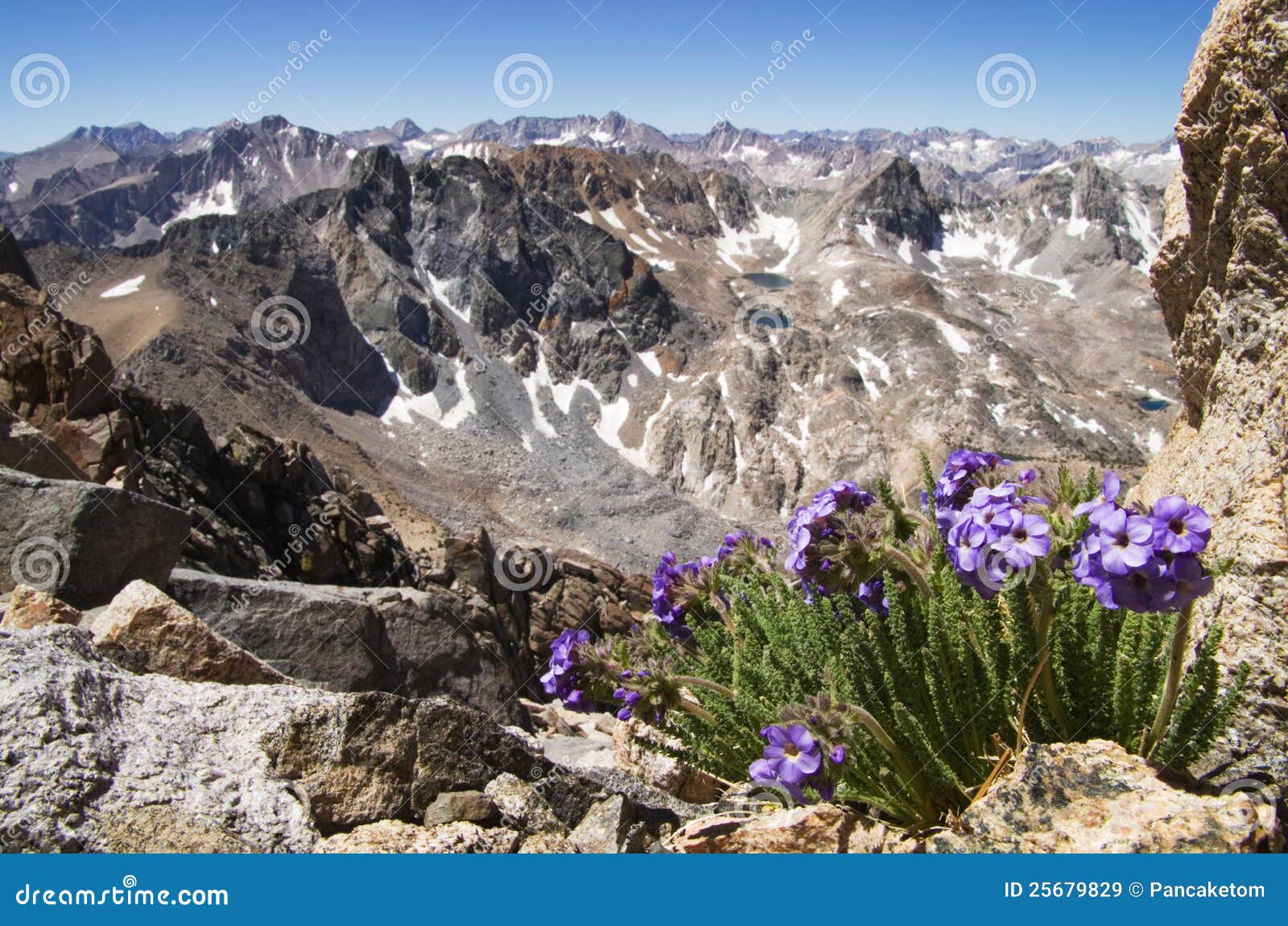 Sky Pilot Flowers in Mountains Stock Image - Image of blue, pilot: 25679829