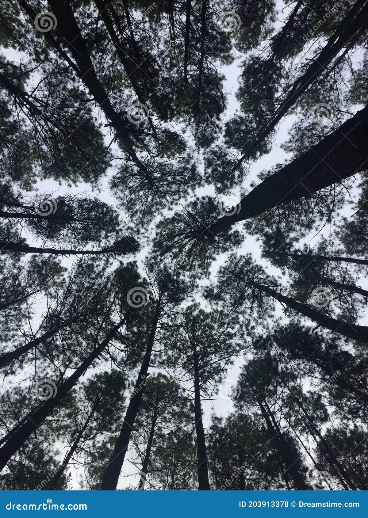 Sky Pine Tree in Noon stock photo. Image of black, forest - 203913378