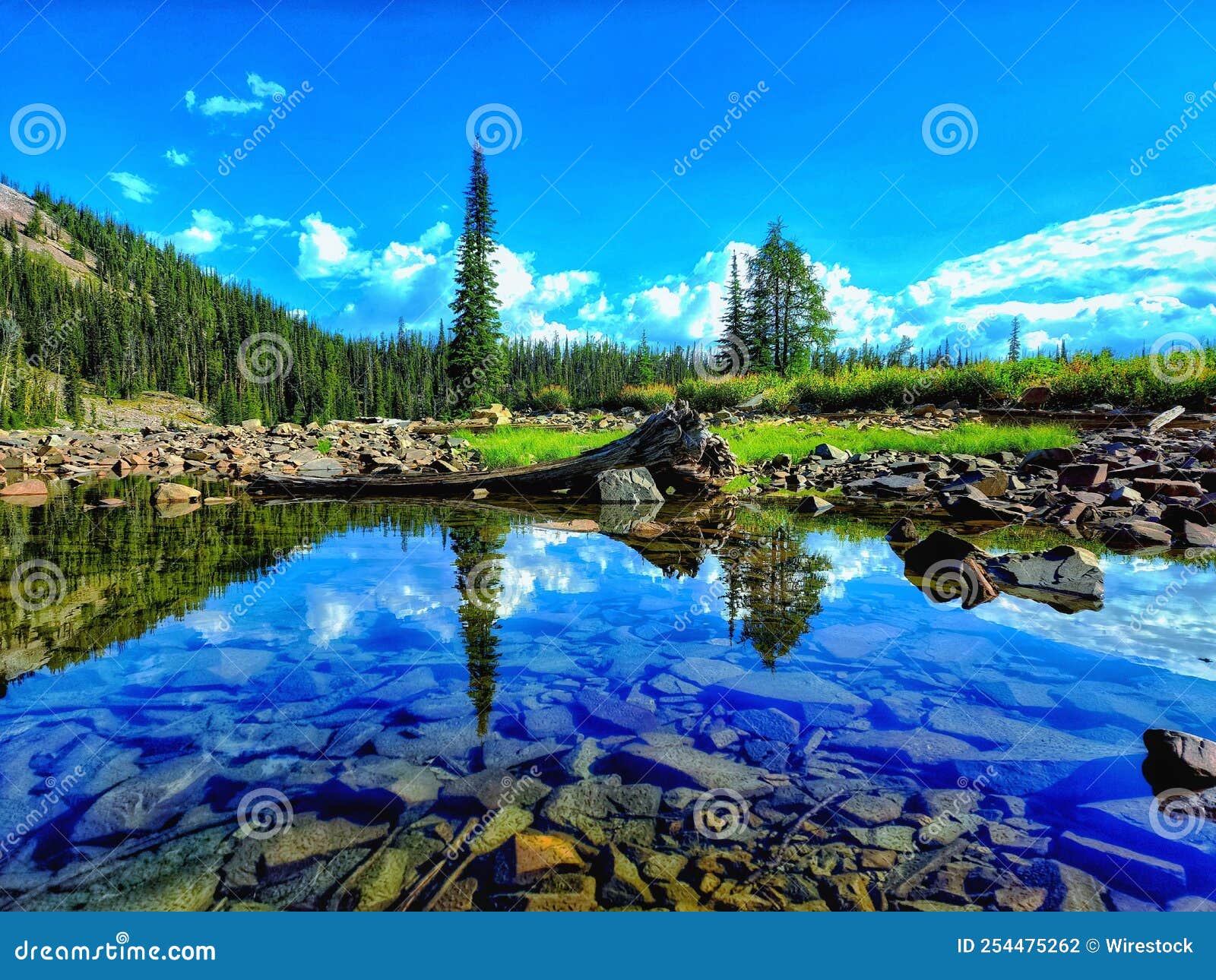 Sky and Pine Trees Reflected on the Clear Water of a River with Rocks ...