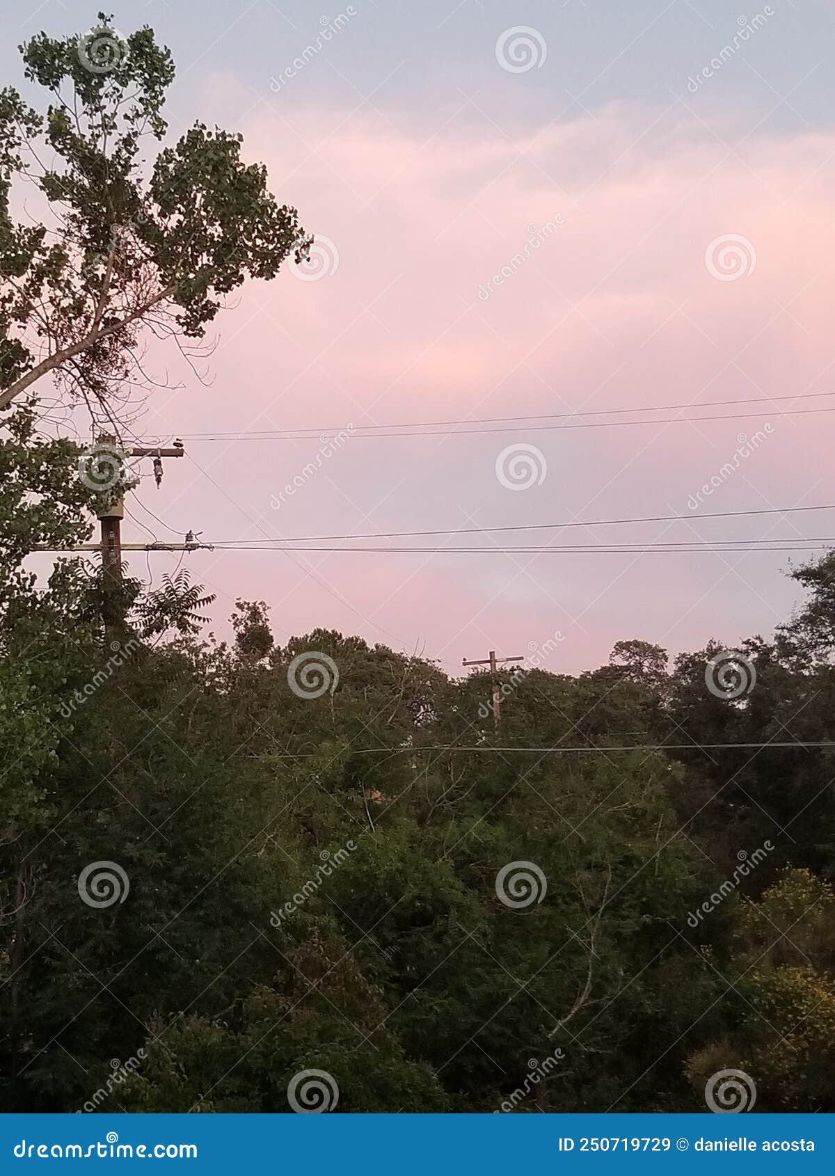 Sky pink clouds trees stock image. Image of grass, morning - 250719729
