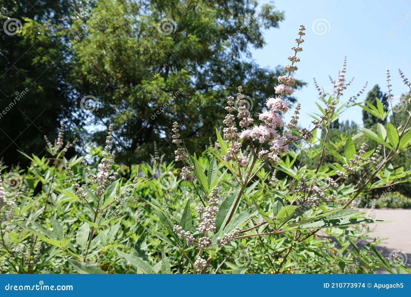 Sky and Pink Flowers of Chaste Tree Stock Photo - Image of lilac ...