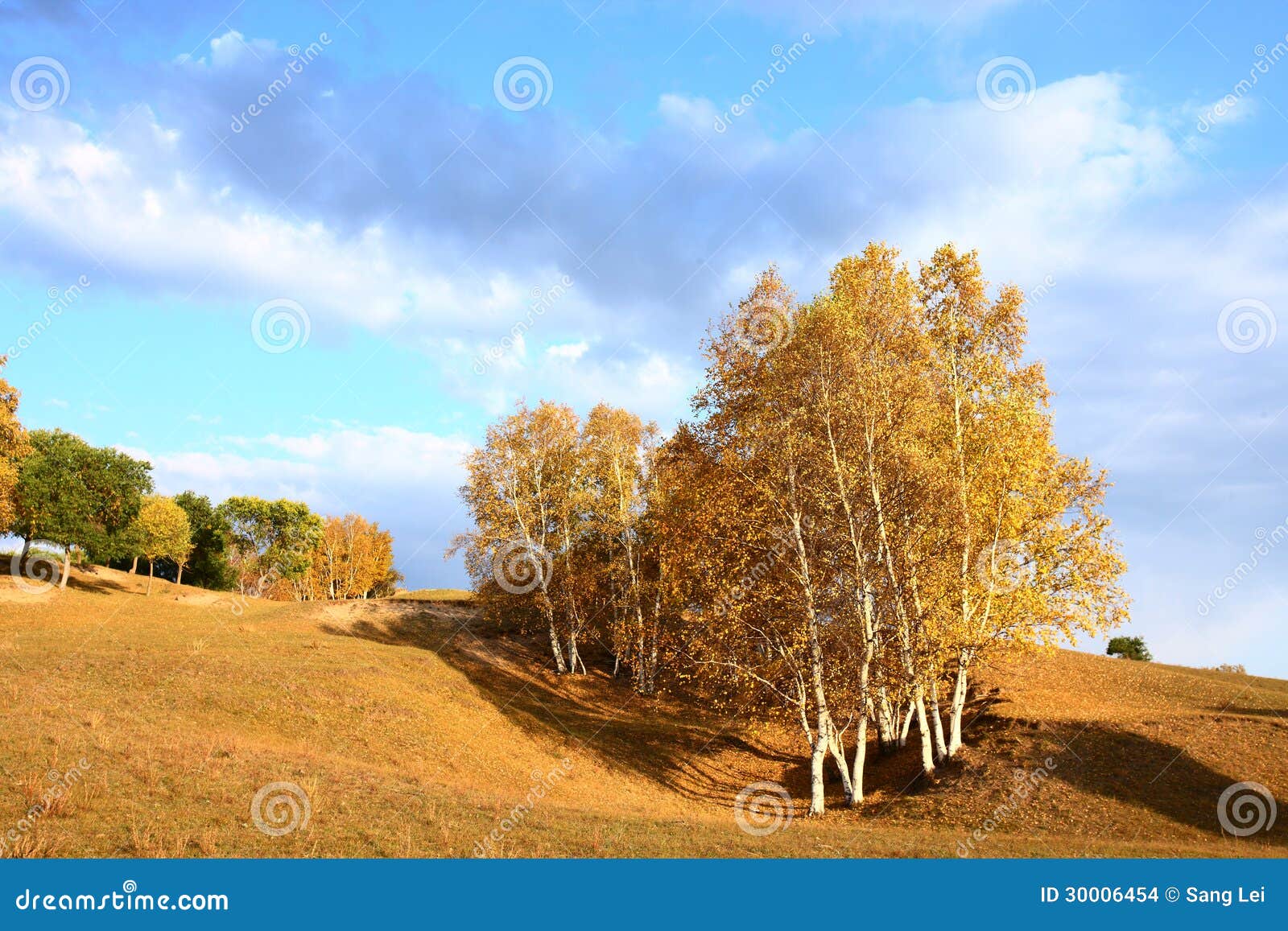 Autumn trees in grassland stock photo. Image of colors - 30006454