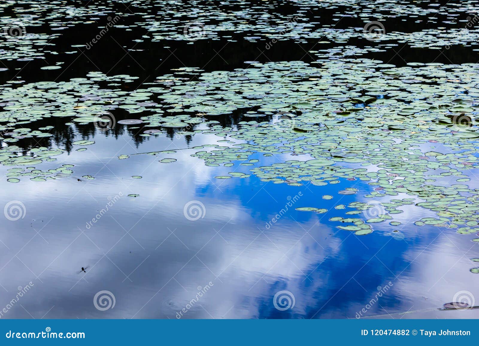 Sky Reflected in Lake Water Stock Photo - Image of plant, forest: 120474882