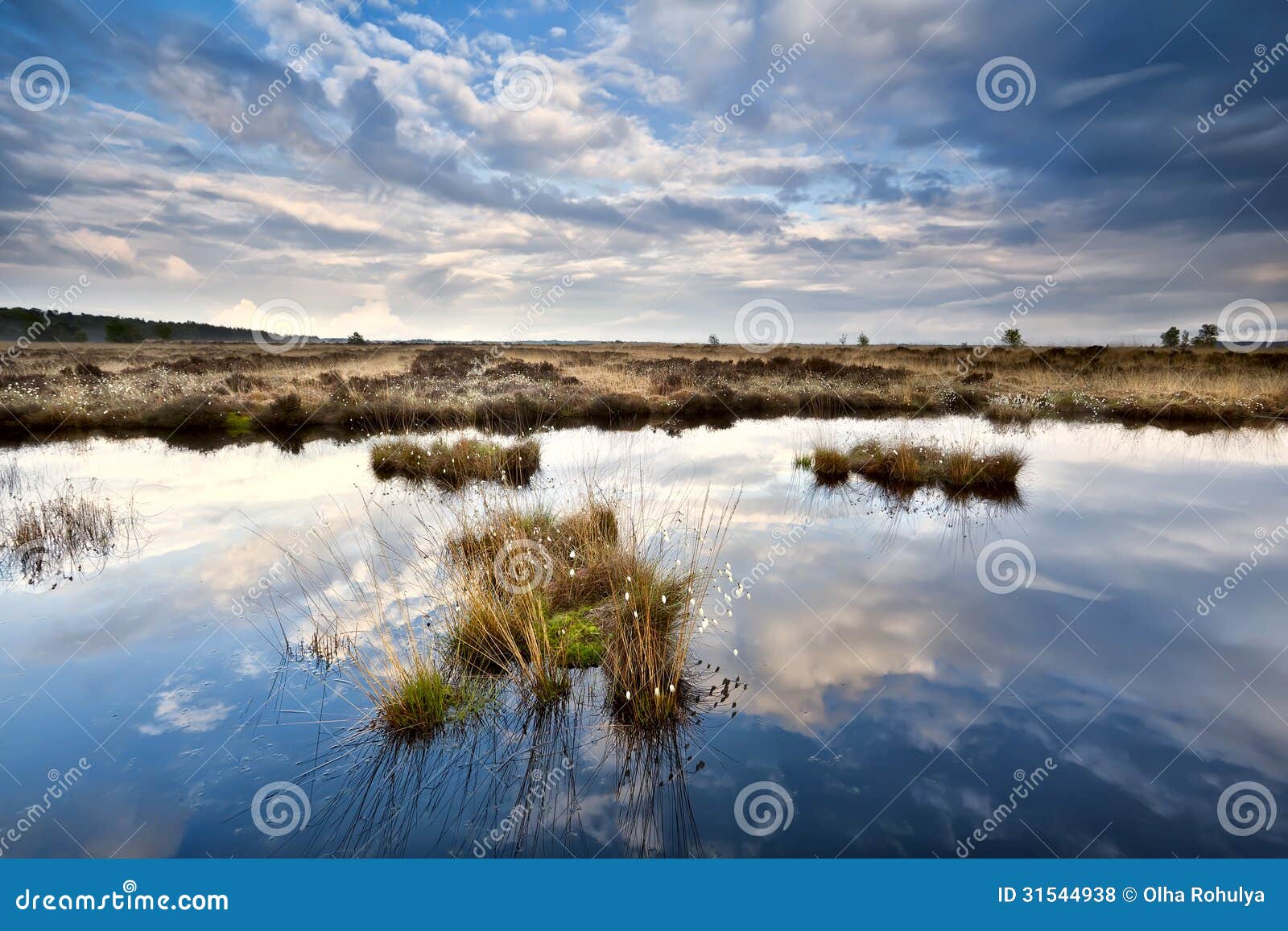 Sky Reflections in Swamp Water Stock Photo - Image of cottongrass, calm ...