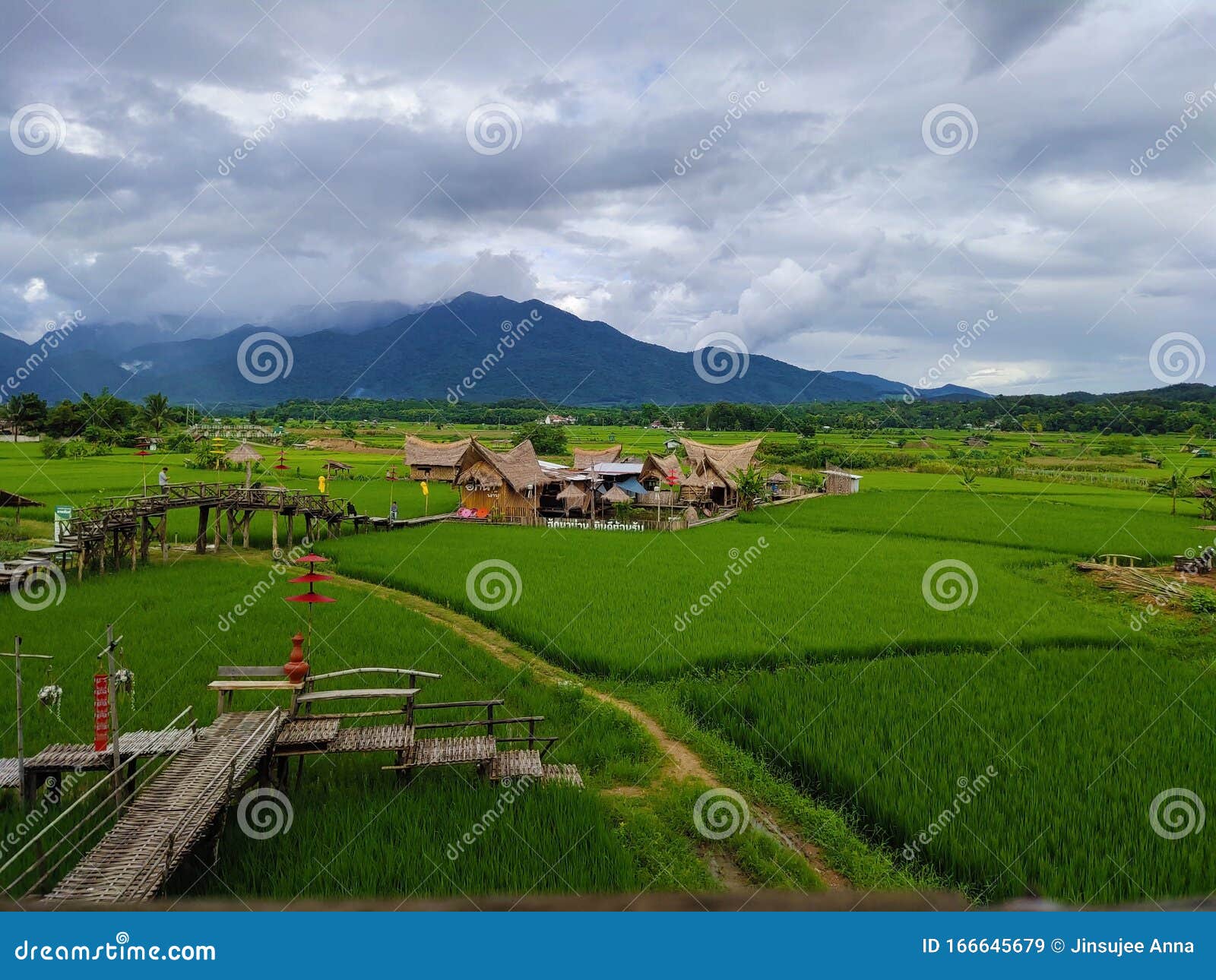 Sky Rice Plant Firmament Green Stock Image - Image of green, plant ...