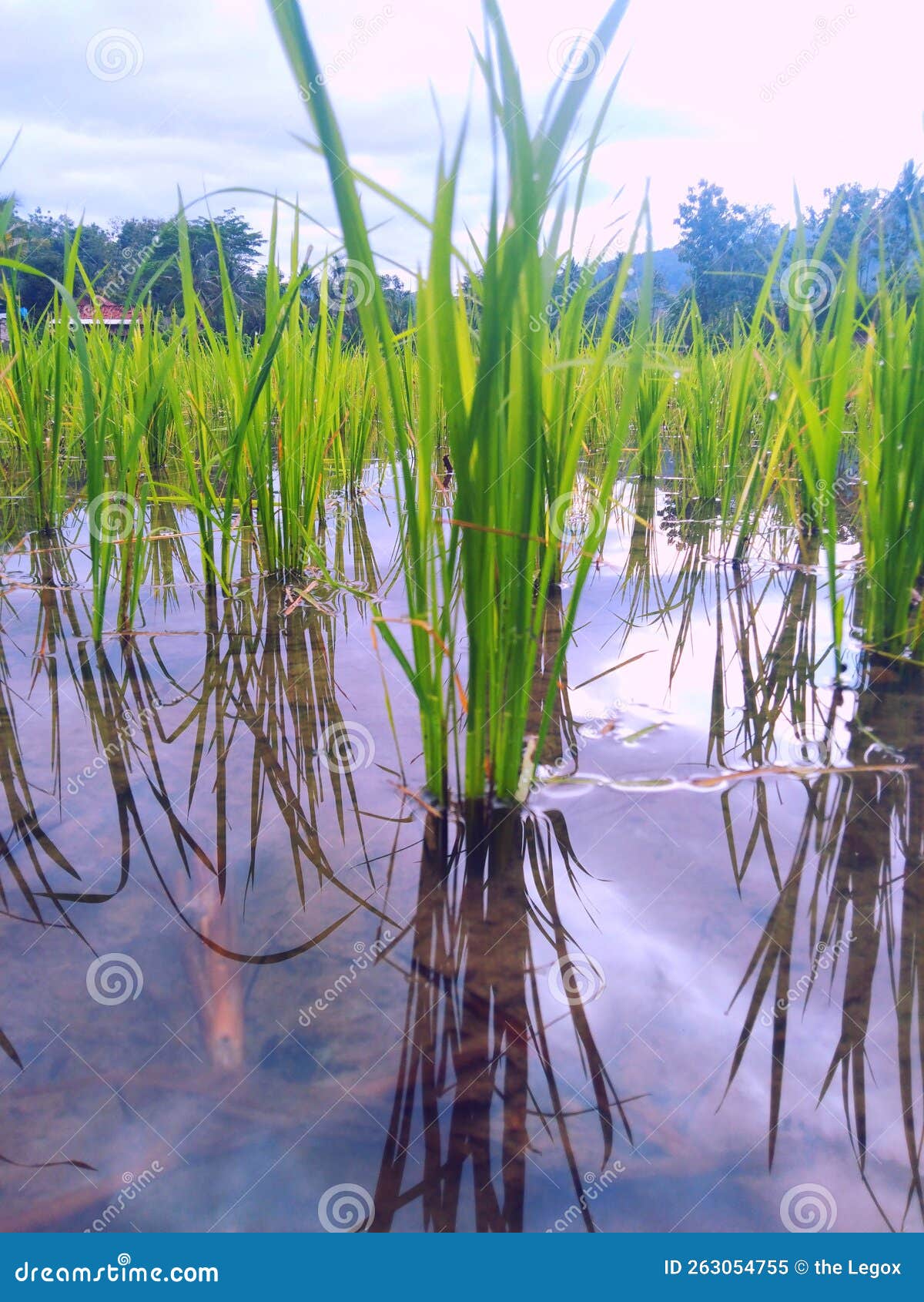 The Sky& X27;s Shadow on the Clear Water and Water Grass Stock Image ...