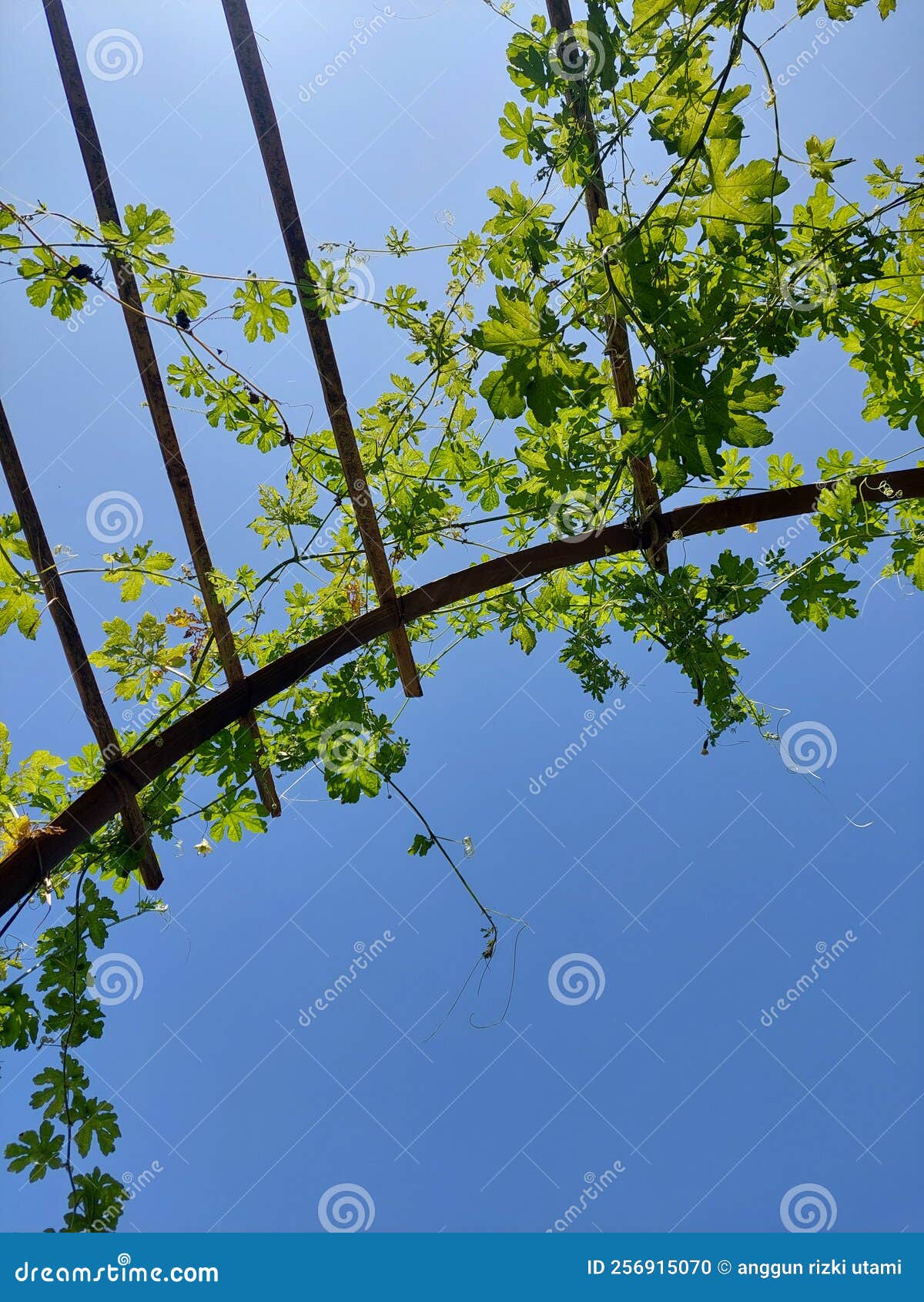 The Sky Seen from Under the Bitter Melon Plant Stock Photo - Image of ...