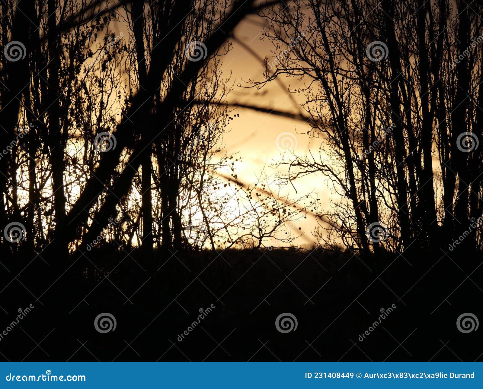 Automn Sky and Trees at Night Fall Stock Image - Image of dawn, light ...