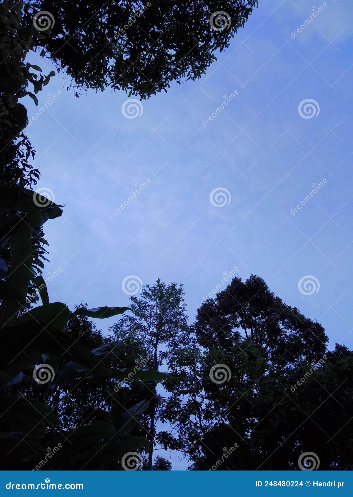 Sky and shady trees stock photo. Image of dusk, shady - 248480224