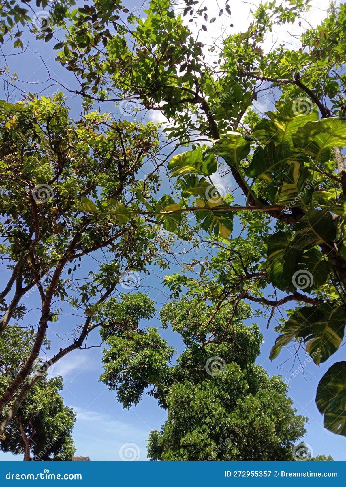 Sky and Shady Trees God Beautiful Stock Image - Image of beautiful ...