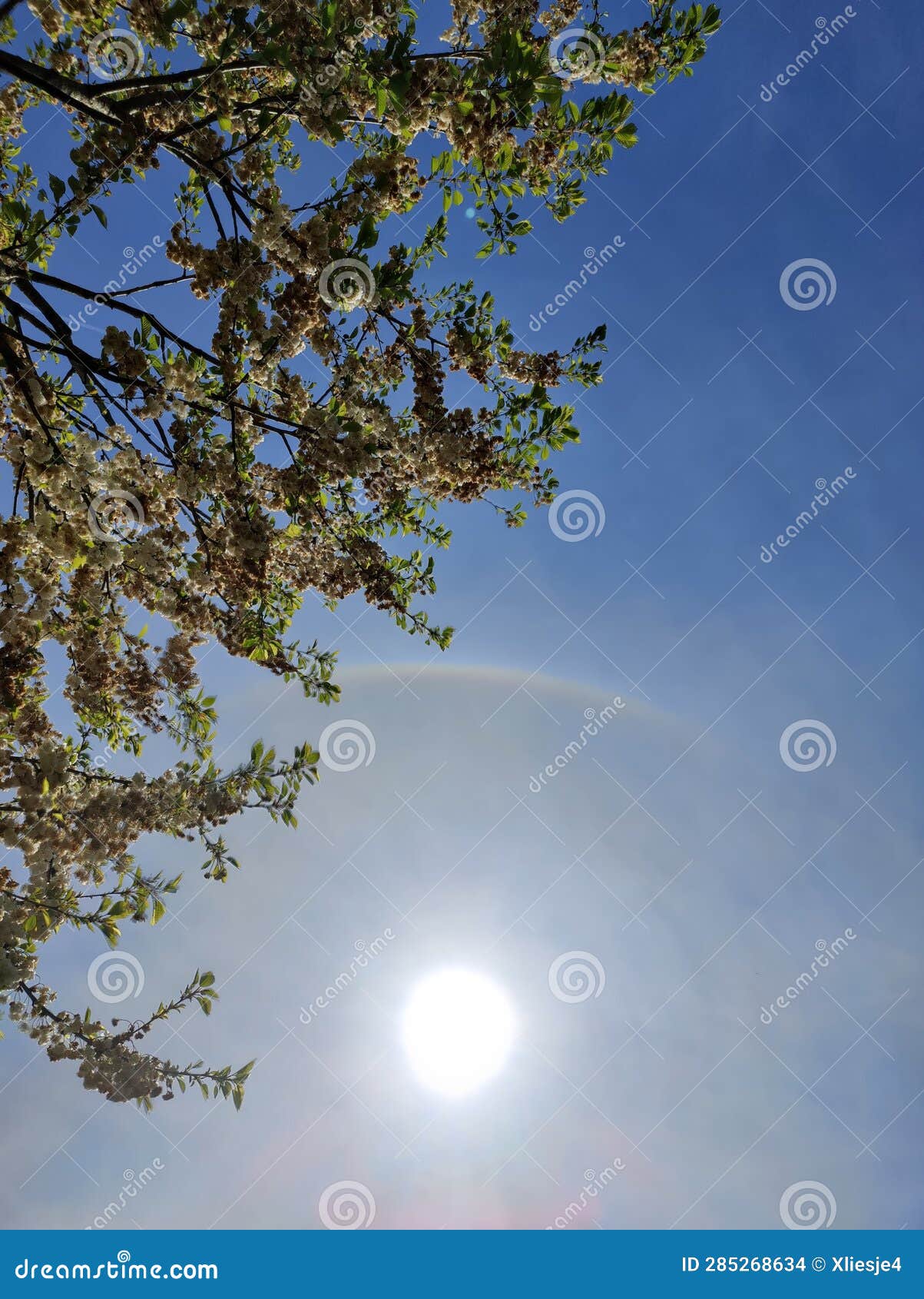 Sky with Shining Sun and Blossom Tree Stock Photo - Image of tree ...