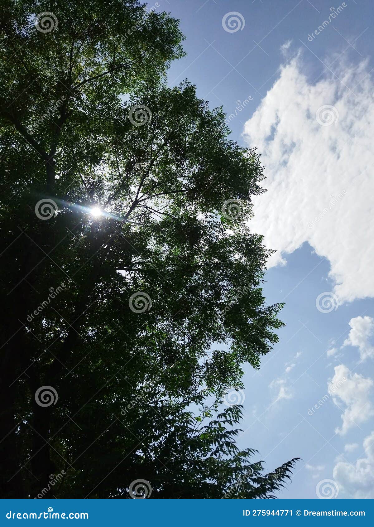 Sky Sun Tree Beautiful Location Stock Image - Image of beautiful, tree ...