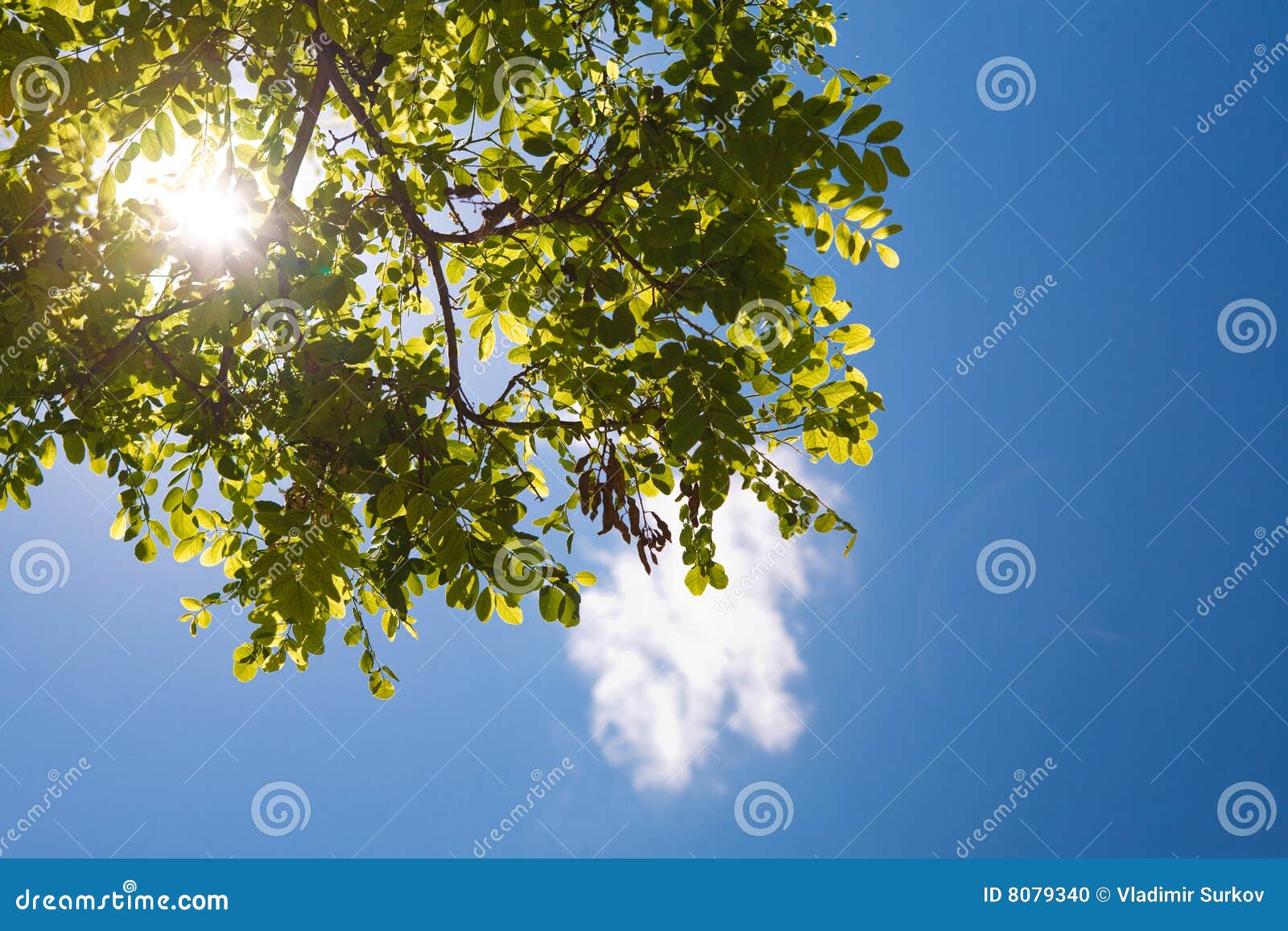 Sky and sun in the trees stock photo. Image of outdoors - 8079340