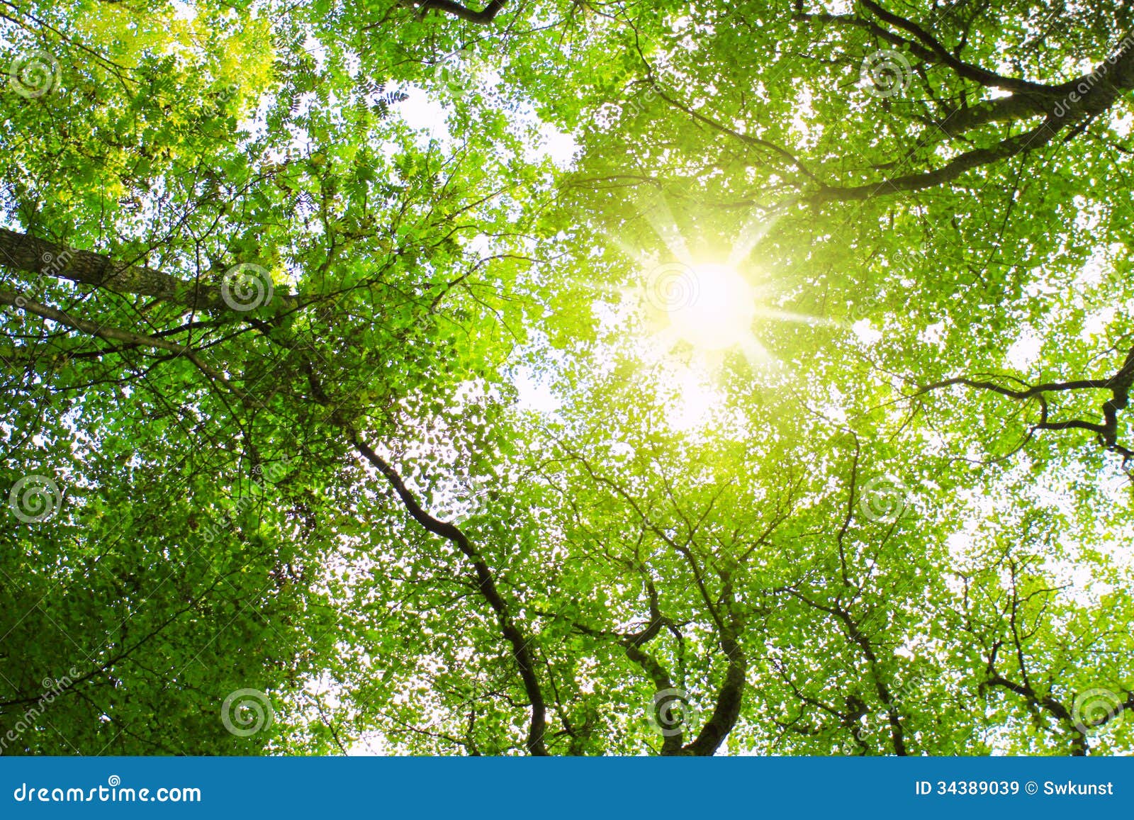 Sky and sun in the trees. stock image. Image of wild - 34389039