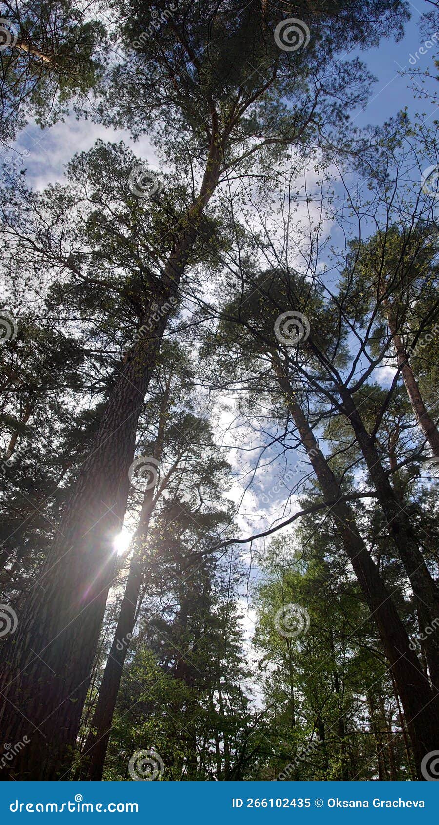 Sky and Sun in the Trees. Spring Trees Stock Image - Image of ...