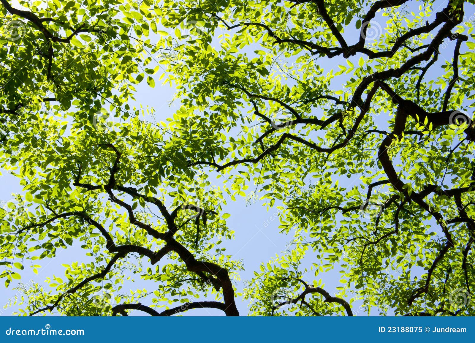 Sky,sunlight,artistic and Abstract Branch Stock Image - Image of ...