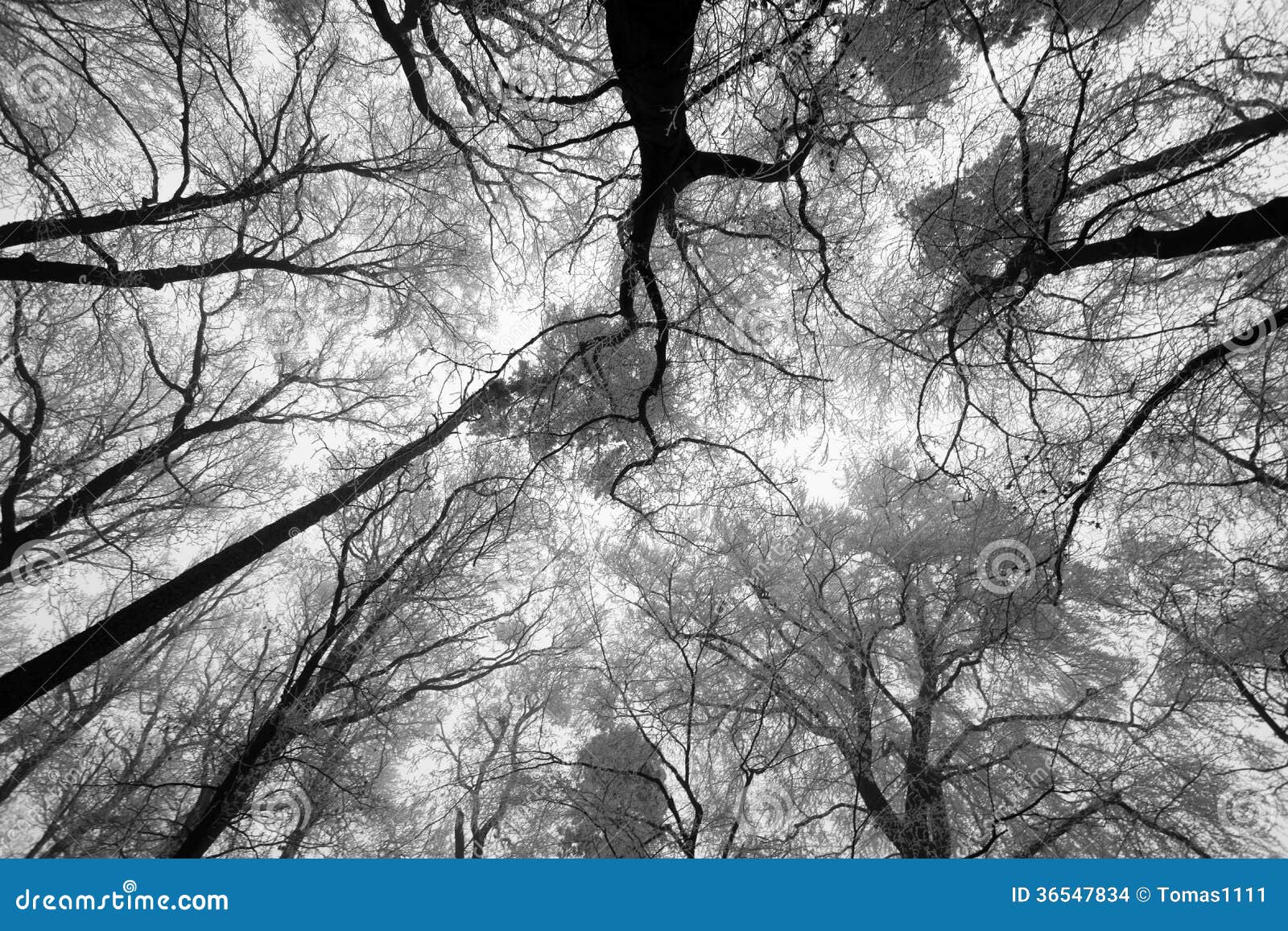 Sky Sunshine through the Winter Tree Branches (from Below). Stock Photo ...