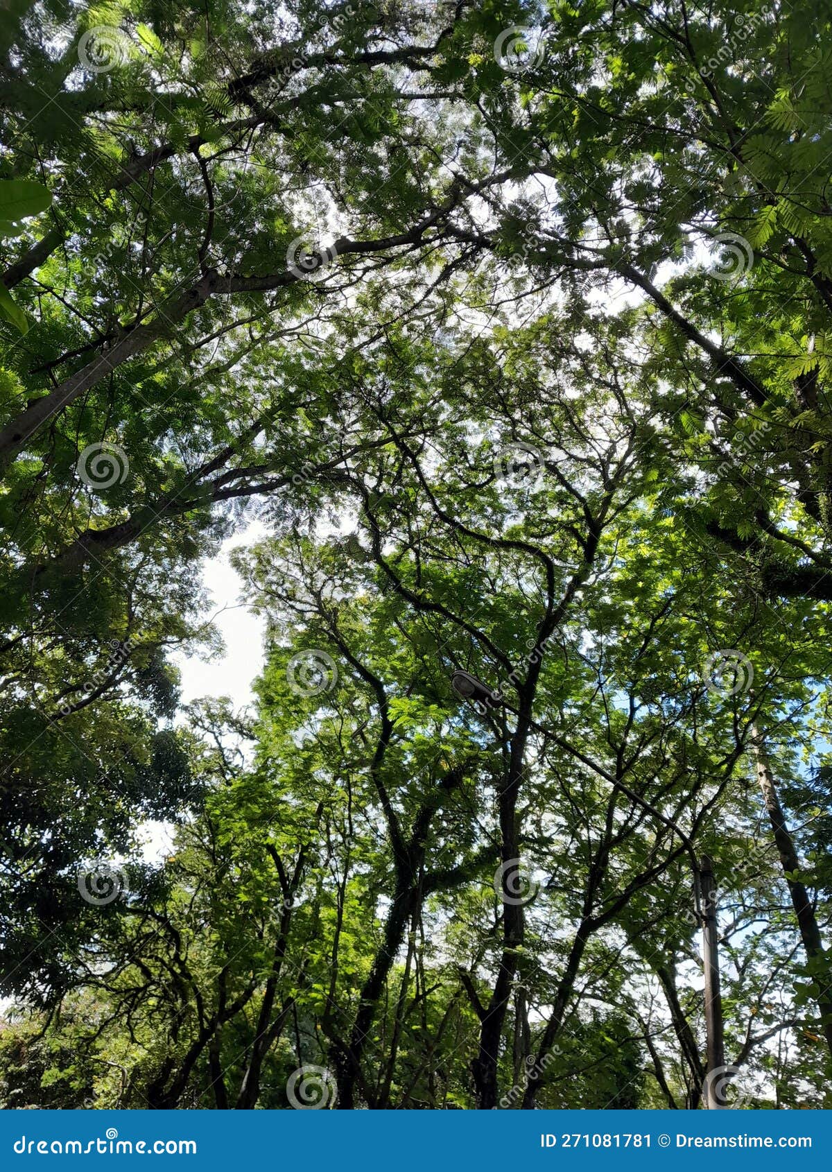 Sky surrounded by trees stock image. Image of woodland - 271081781