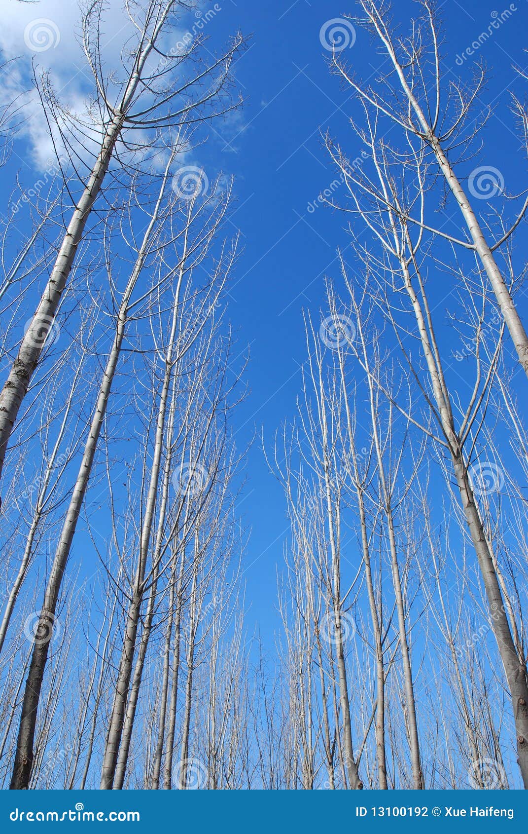 Sky and tree stock photo. Image of fresh, white, winter - 13100192