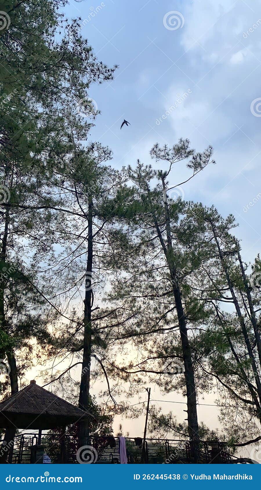 Sky tree and bird stock photo. Image of leaf, branch - 262445438