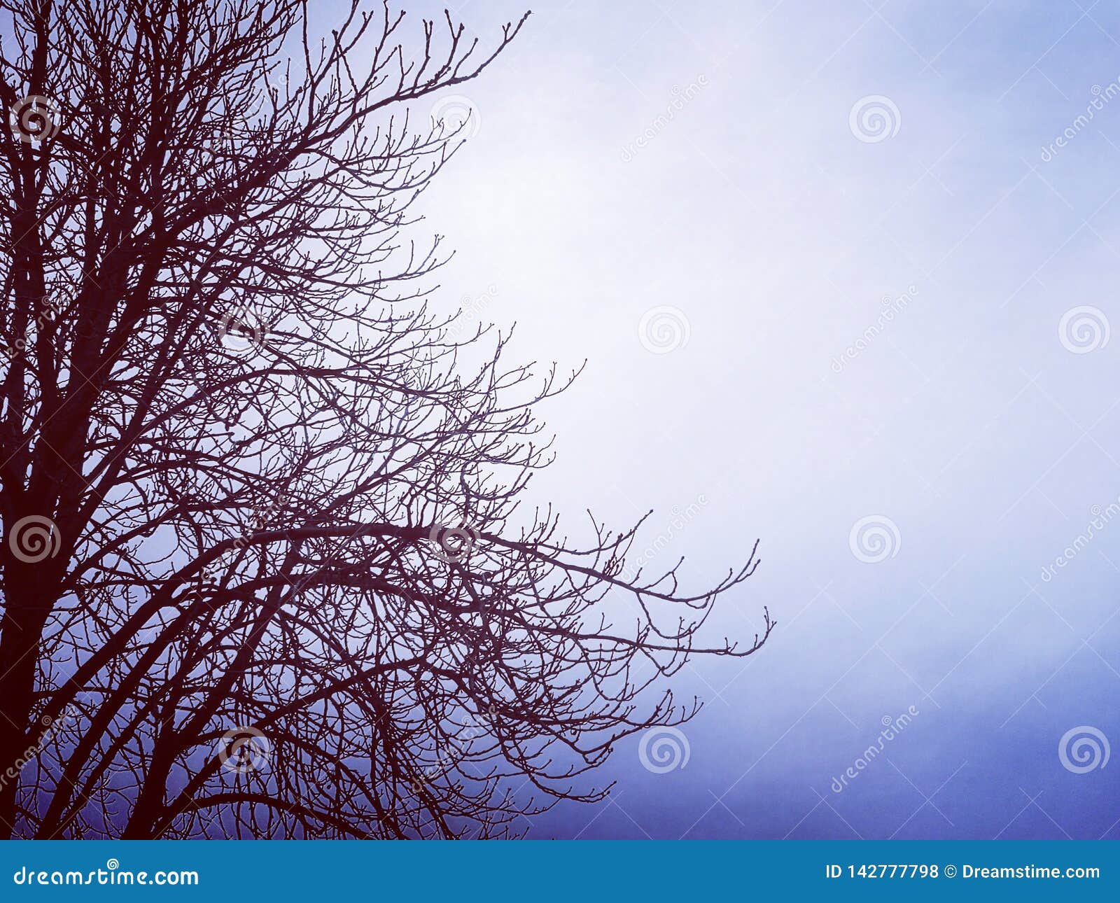 Sky and tree stock photo. Image of tree, winter, dramatic - 142777798