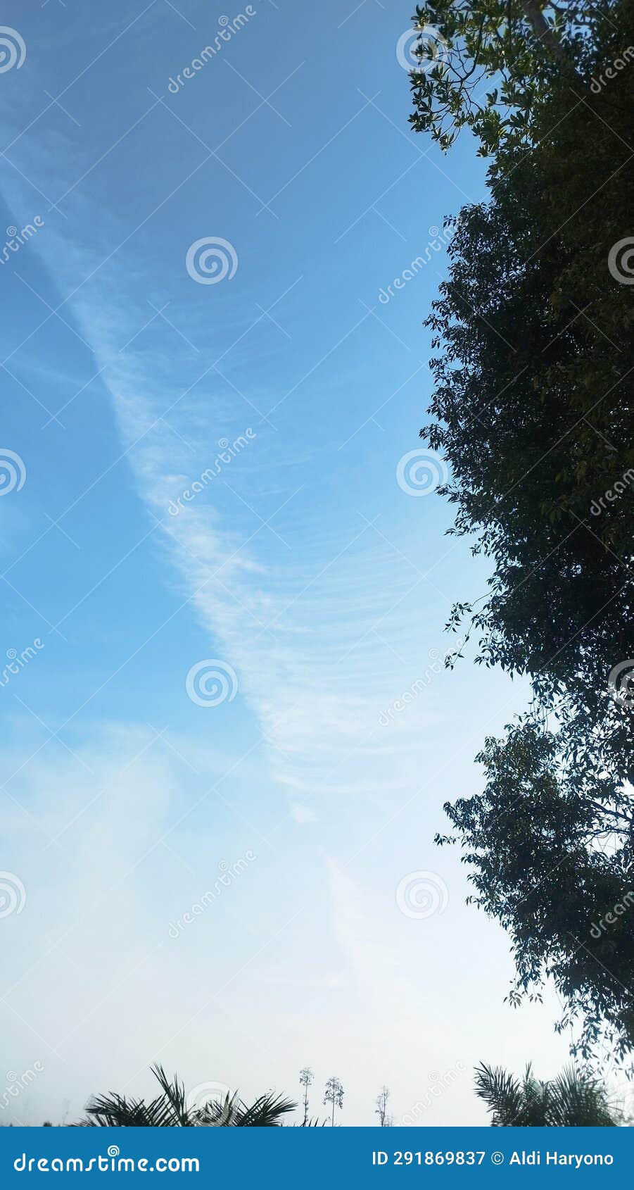 Sky and tree canopy views stock image. Image of flower - 291869837