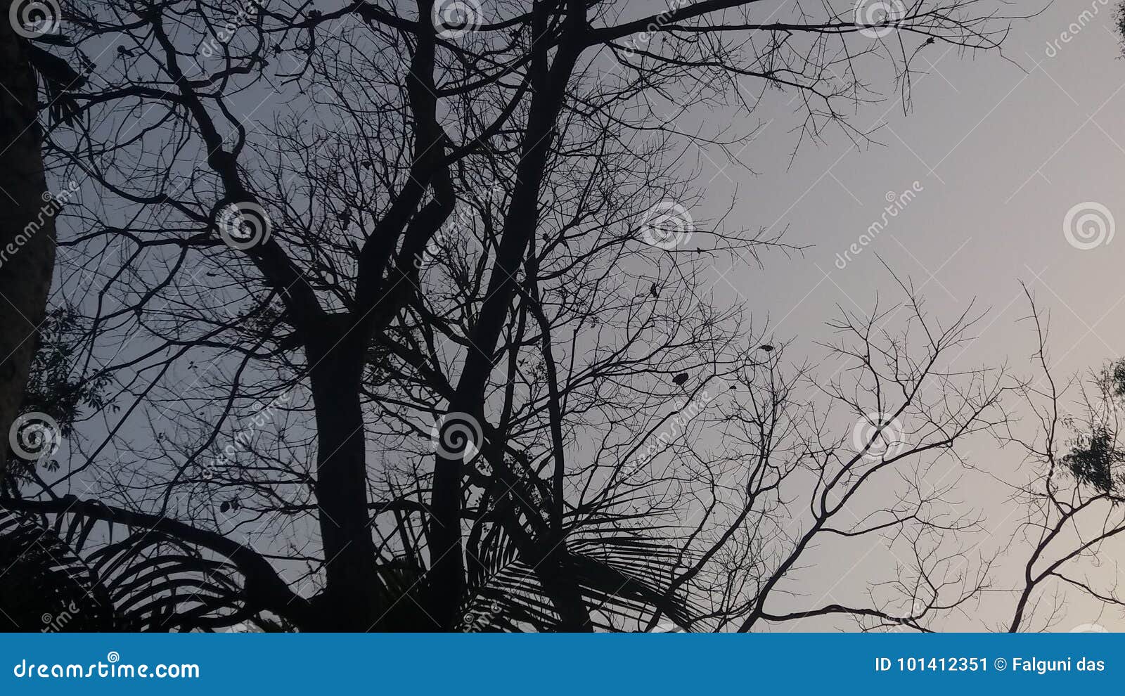 Tree shadow pictures stock image. Image of grey, tree - 101412351