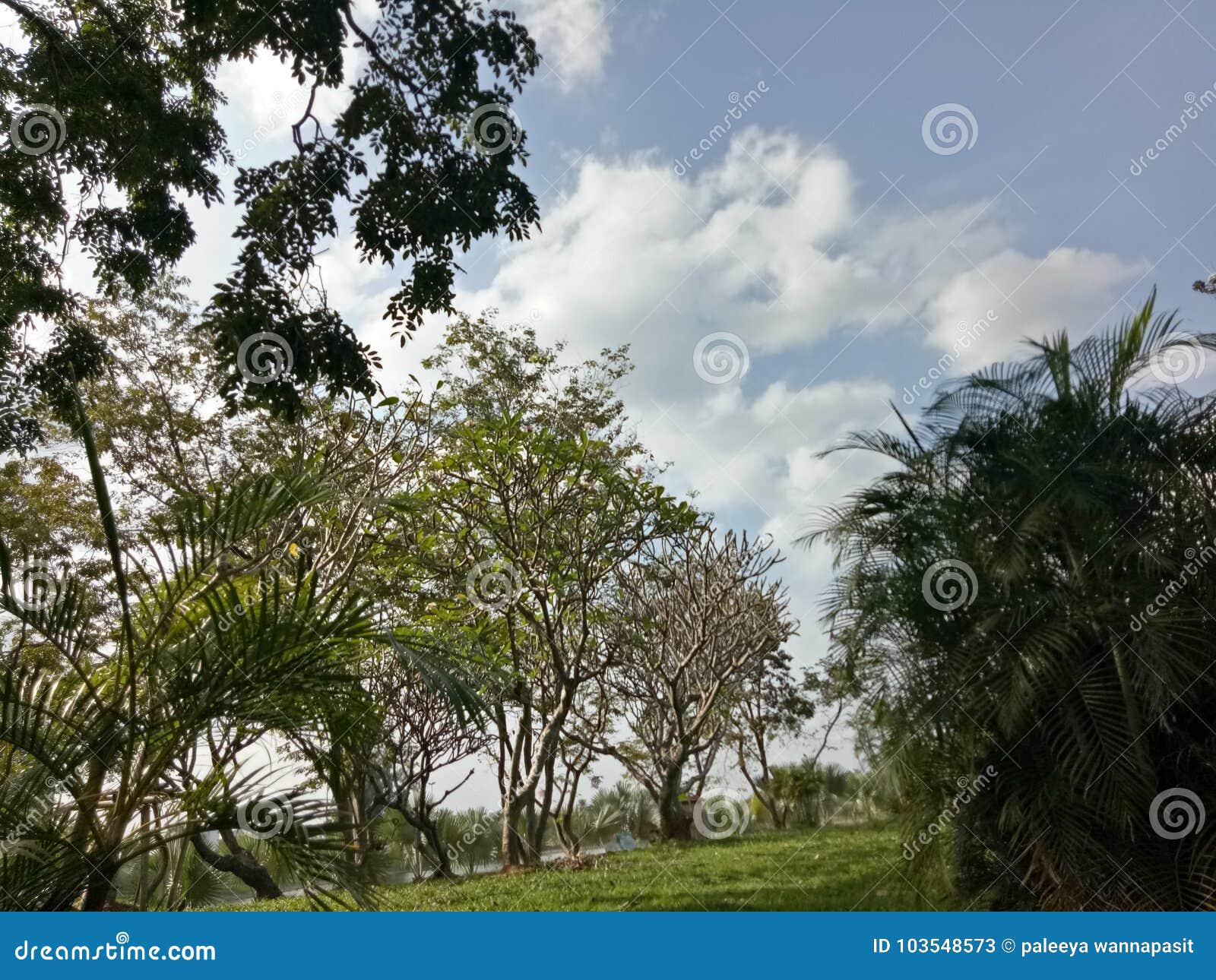 Sky tree feel life relax stock image. Image of relax - 103548573