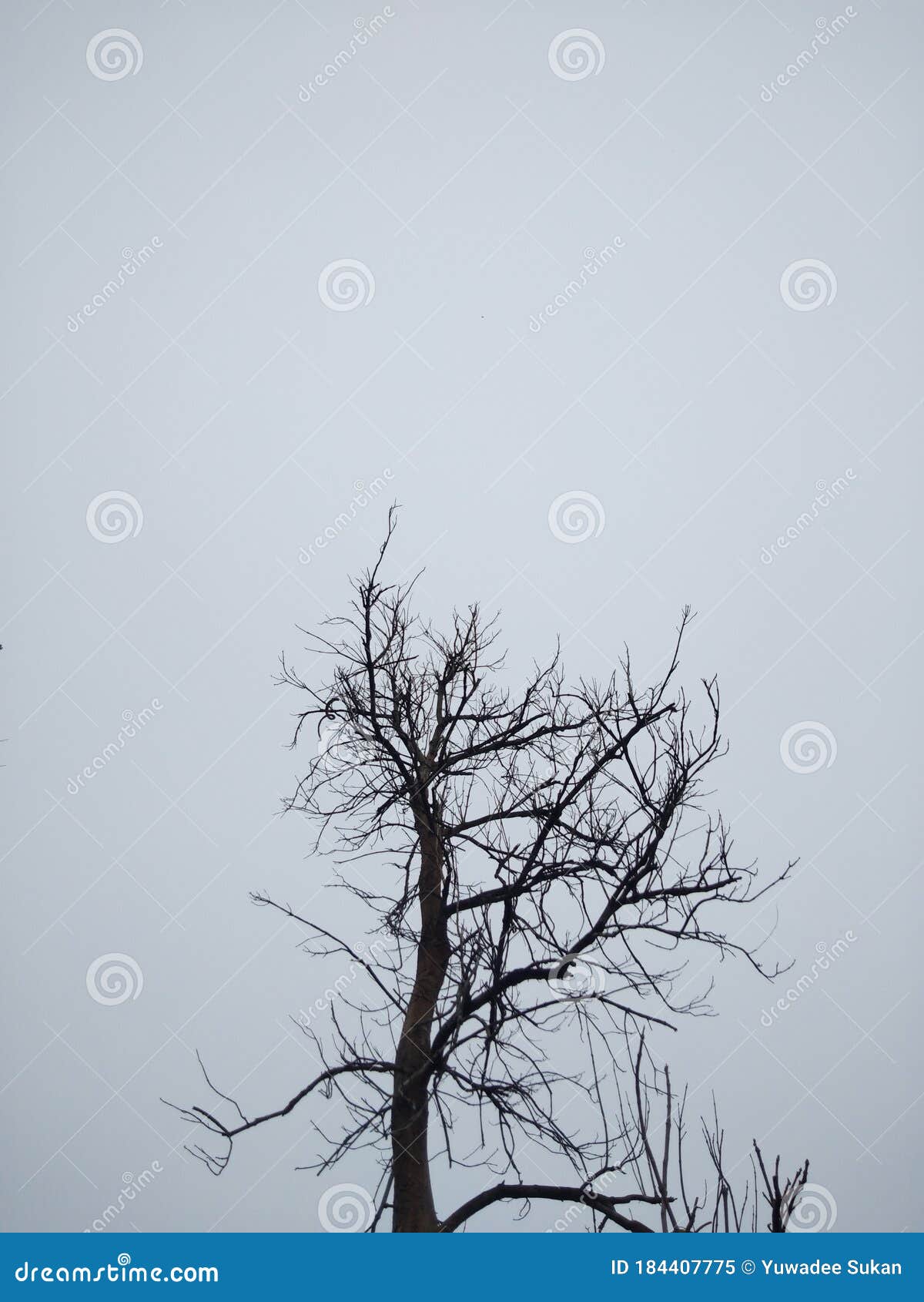 Sky Tree Gray color stock image. Image of leaf, wind - 184407775