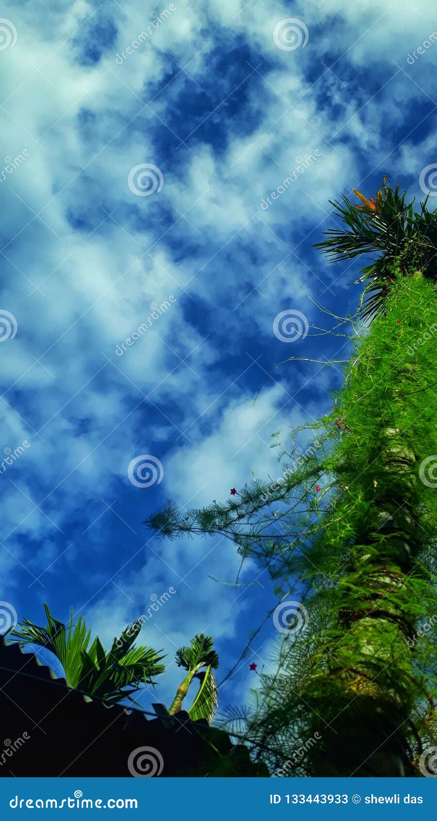 Sky tree stock image. Image of clicked, nature, phone - 133443933