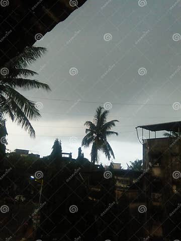 Sky and tree in necher stock image. Image of tree, necher - 158153879