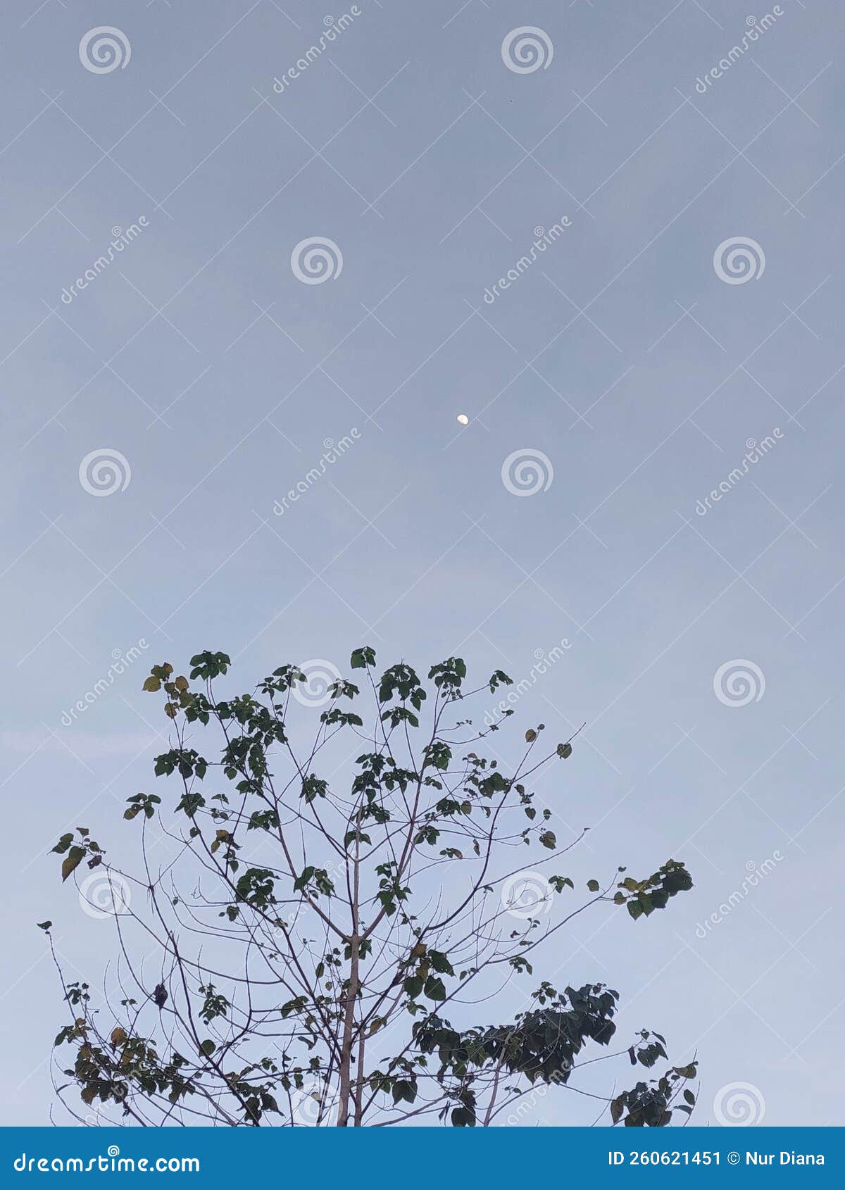 Sky with tree stock image. Image of cloud, flower, morning - 260621451