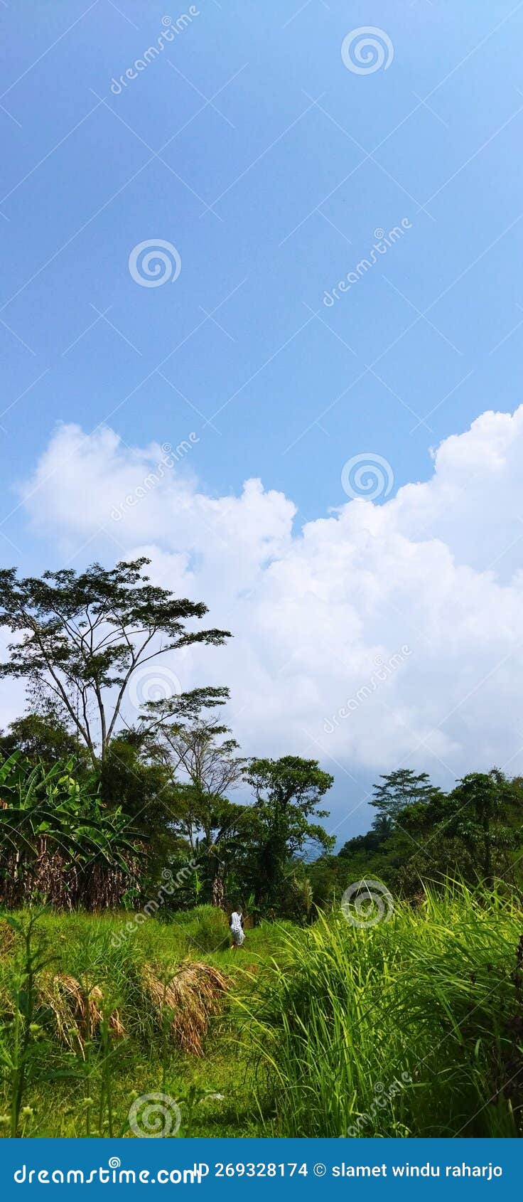 Sky and Tree in a Round Garden Stock Photo - Image of flower, cloud ...