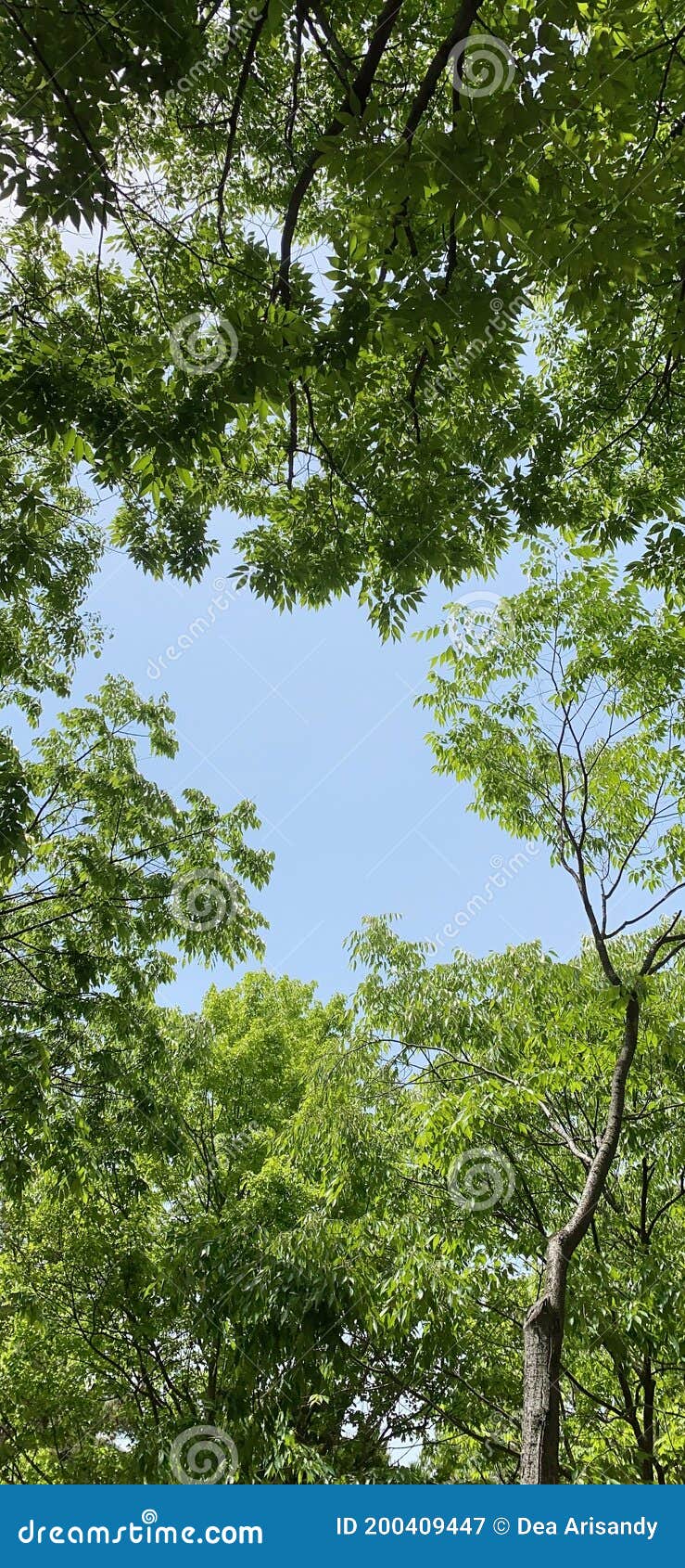 Sky tree stock image. Image of summer, tree, blue, green - 200409447