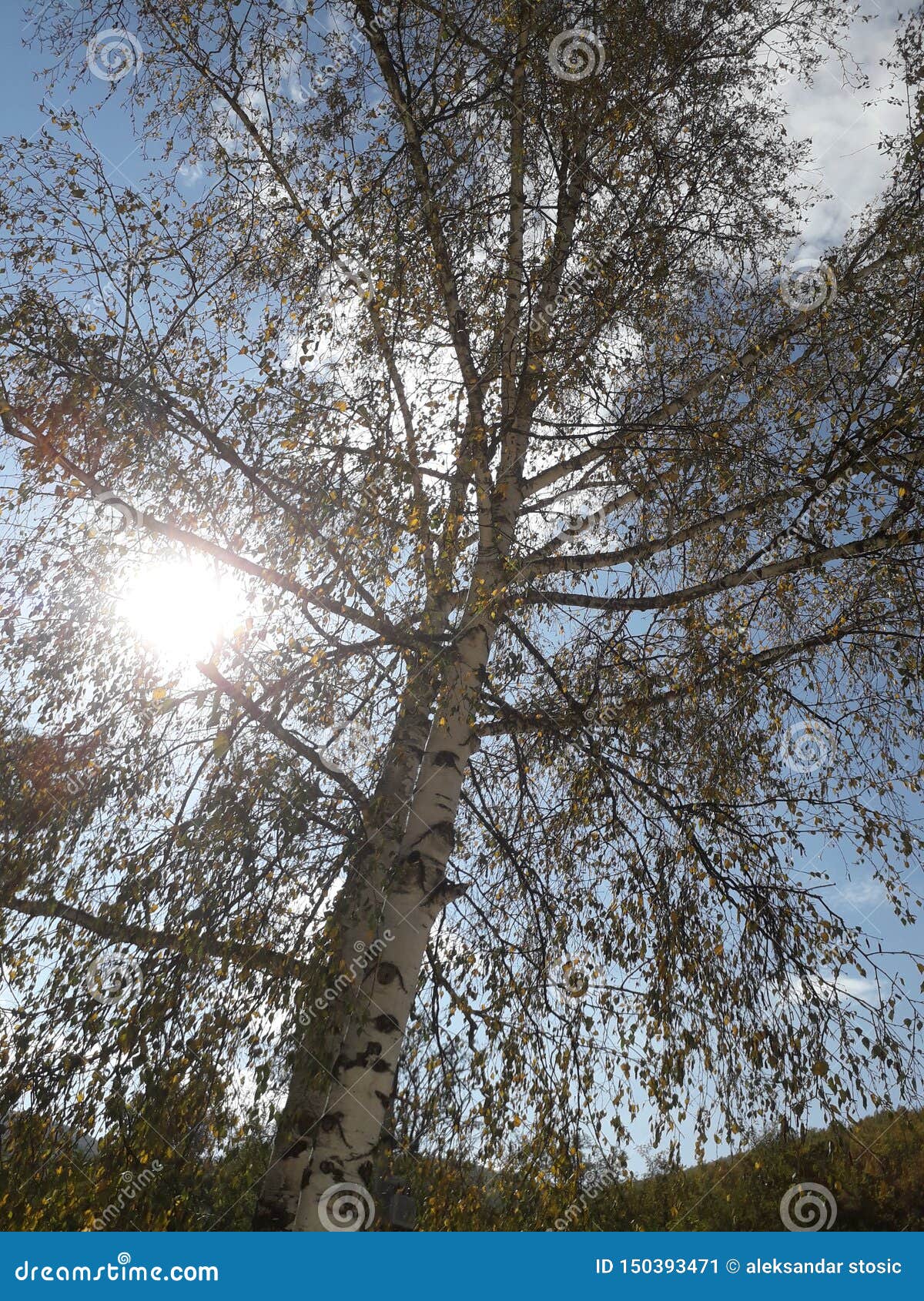 Sky stock image. Image of tree, light, blue - 150393471
