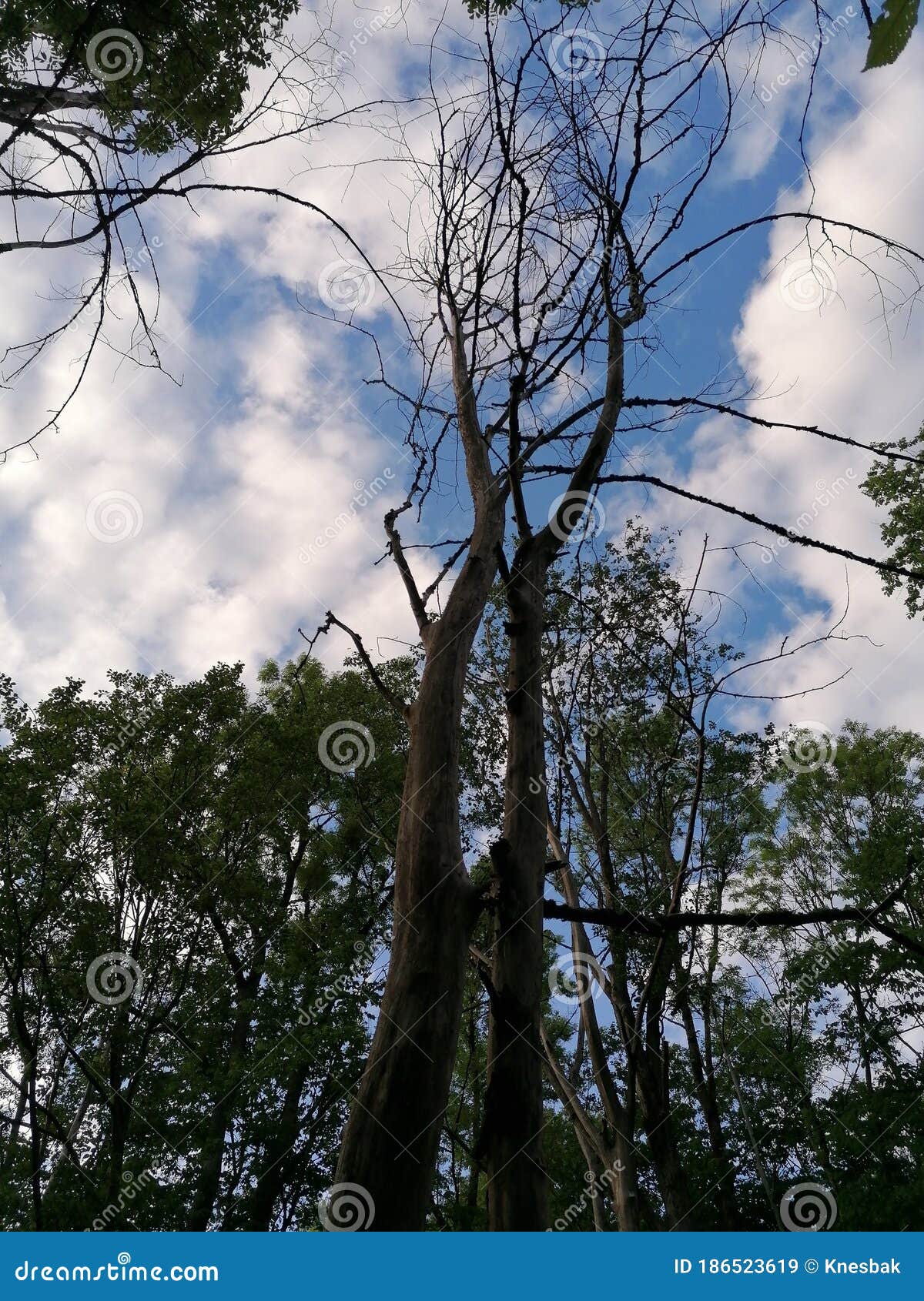 Sky and Tree View Inside the Forest Stock Image - Image of woodland ...