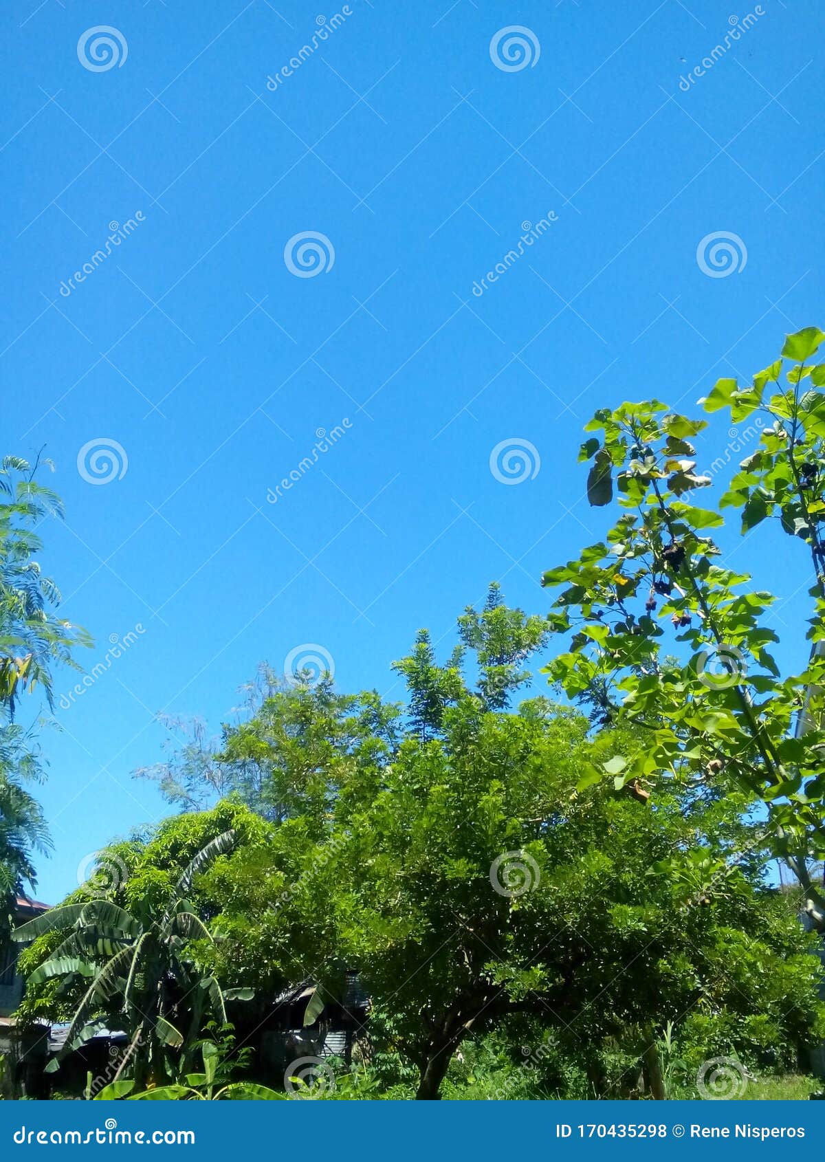 Sky and Trees stock photo. Image of trees, nature, green - 170435298