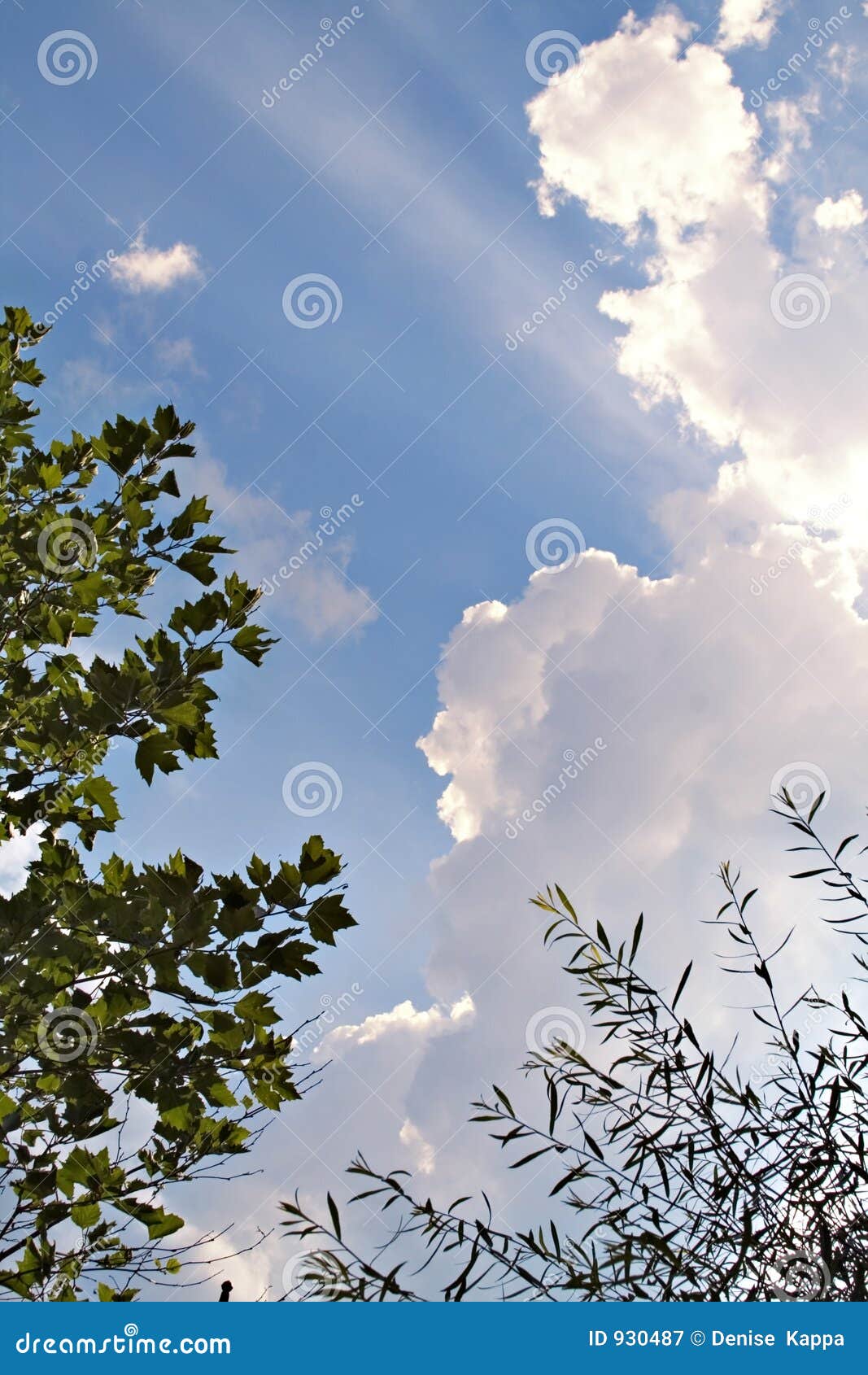 Sky through trees stock image. Image of sunlight, clouds - 930487