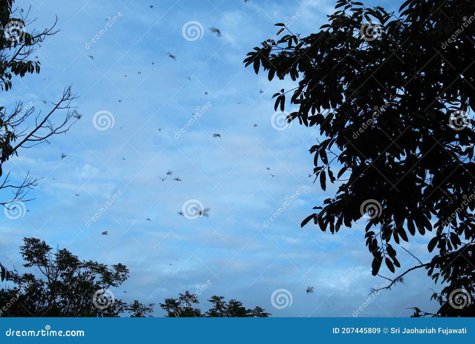 Sky, trees and fly stock image. Image of reflection - 207445809