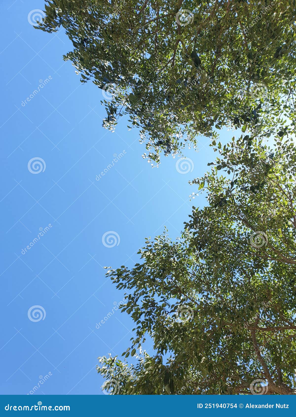 Sky with Trees Frog Perspective Stock Photo - Image of nature, natural ...