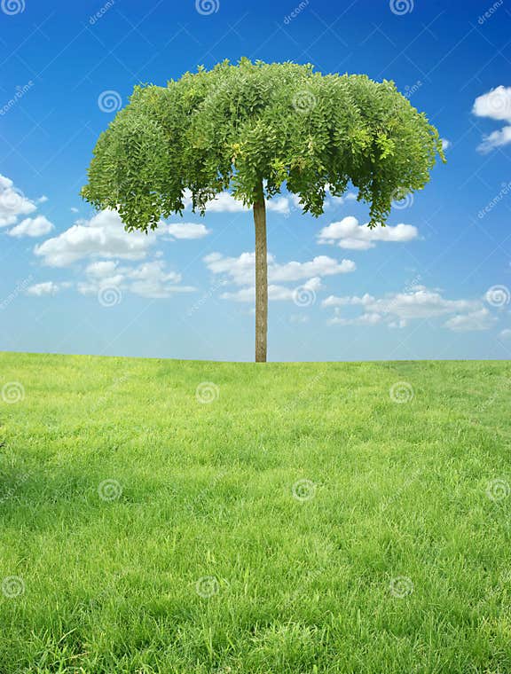 Sky, trees and grass stock image. Image of natural, landscape - 20141723